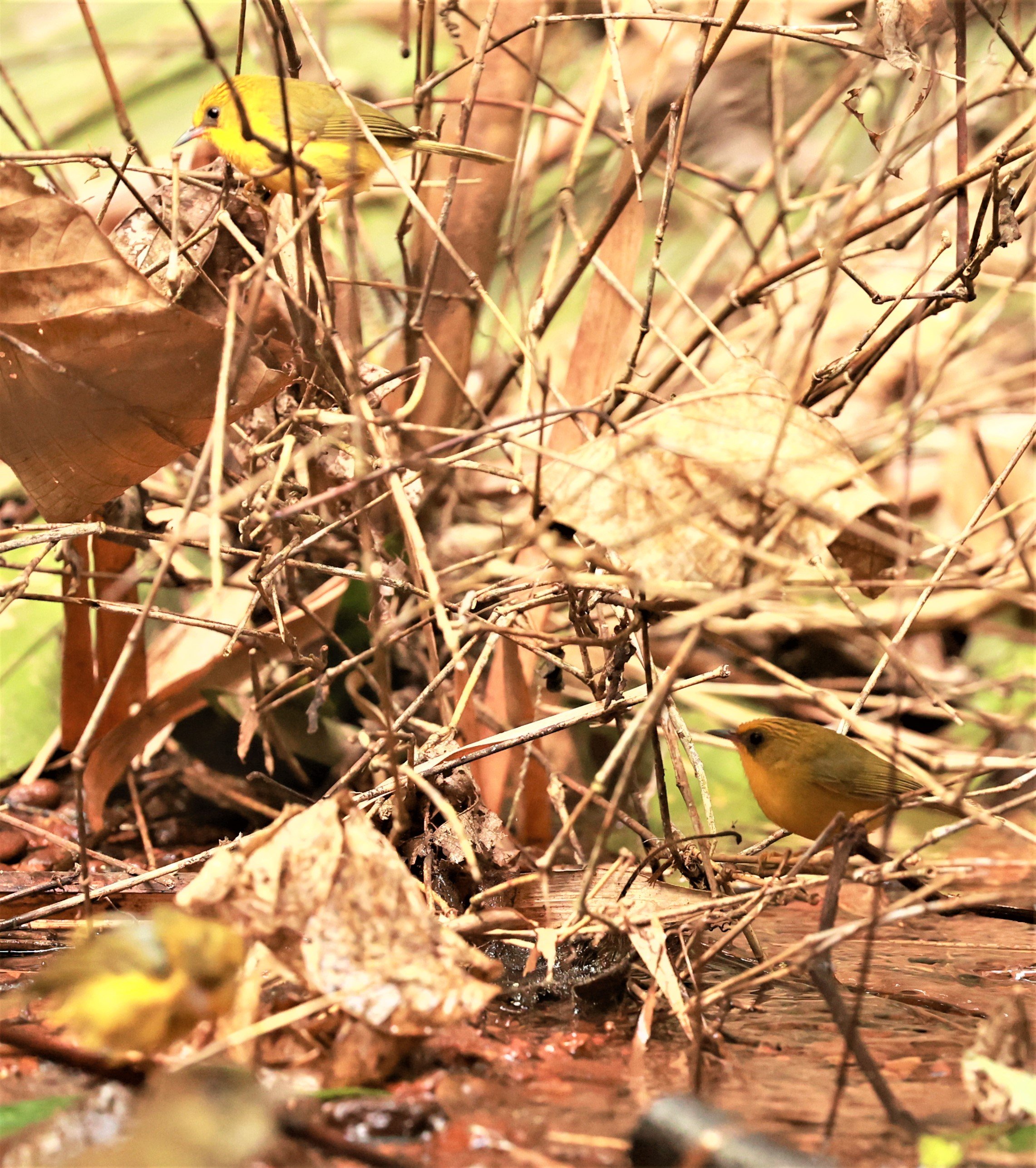 Golden Babbler (Cyanoderma chrysaeum) Thailand — Coke Smith Wildlife