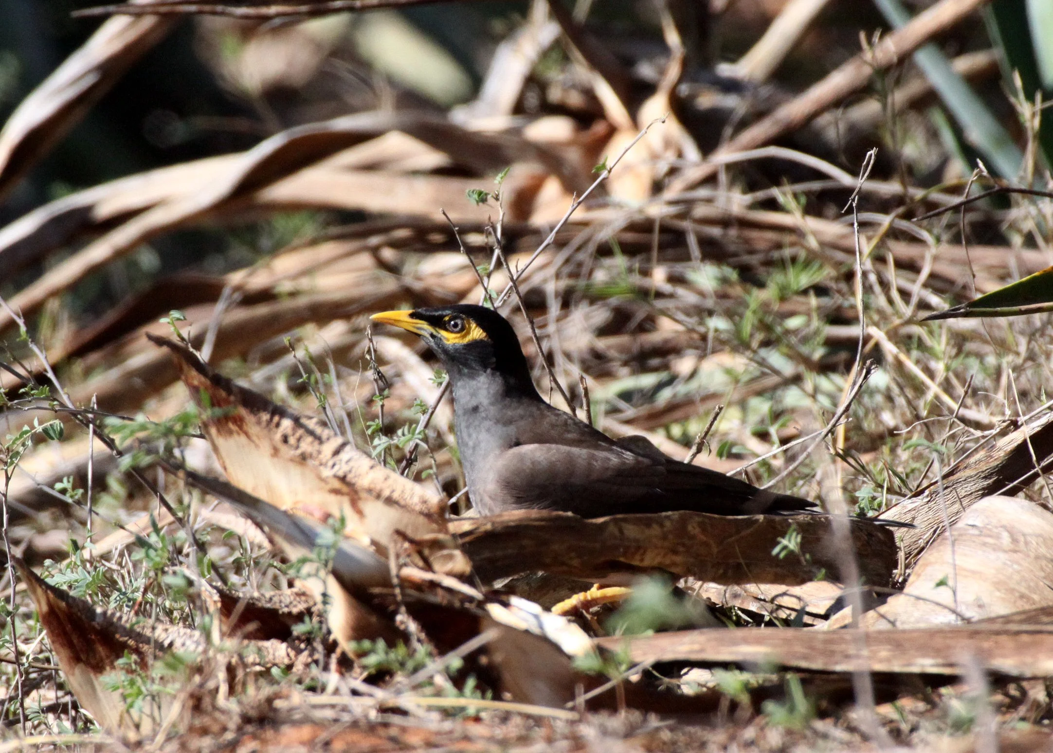 Madagascar Starling (Hartlaubius auratus) Berenty Reserve Madagascar ...
