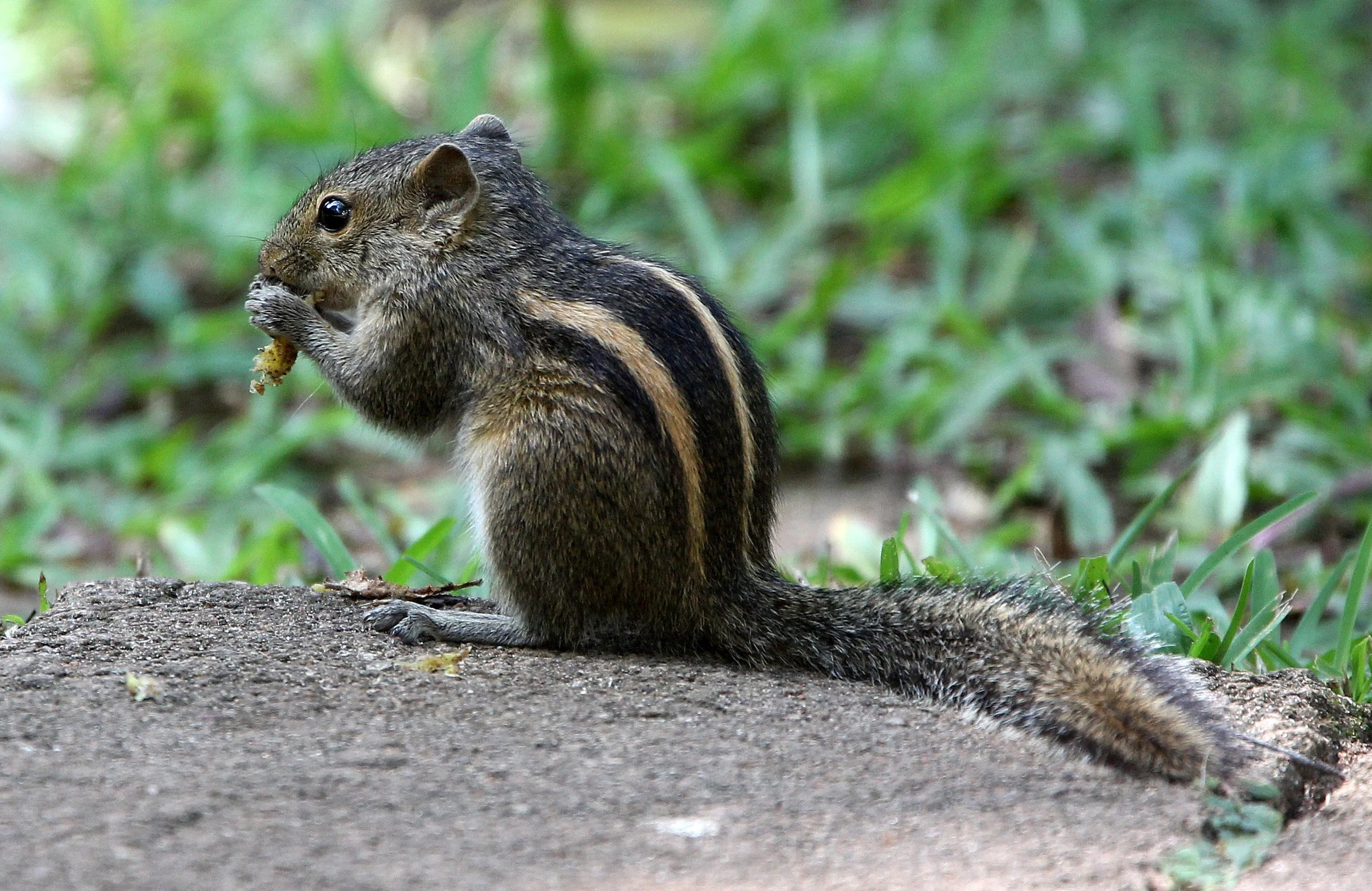 Genus Funambulus - Palm Squirrel — Coke Smith Wildlife