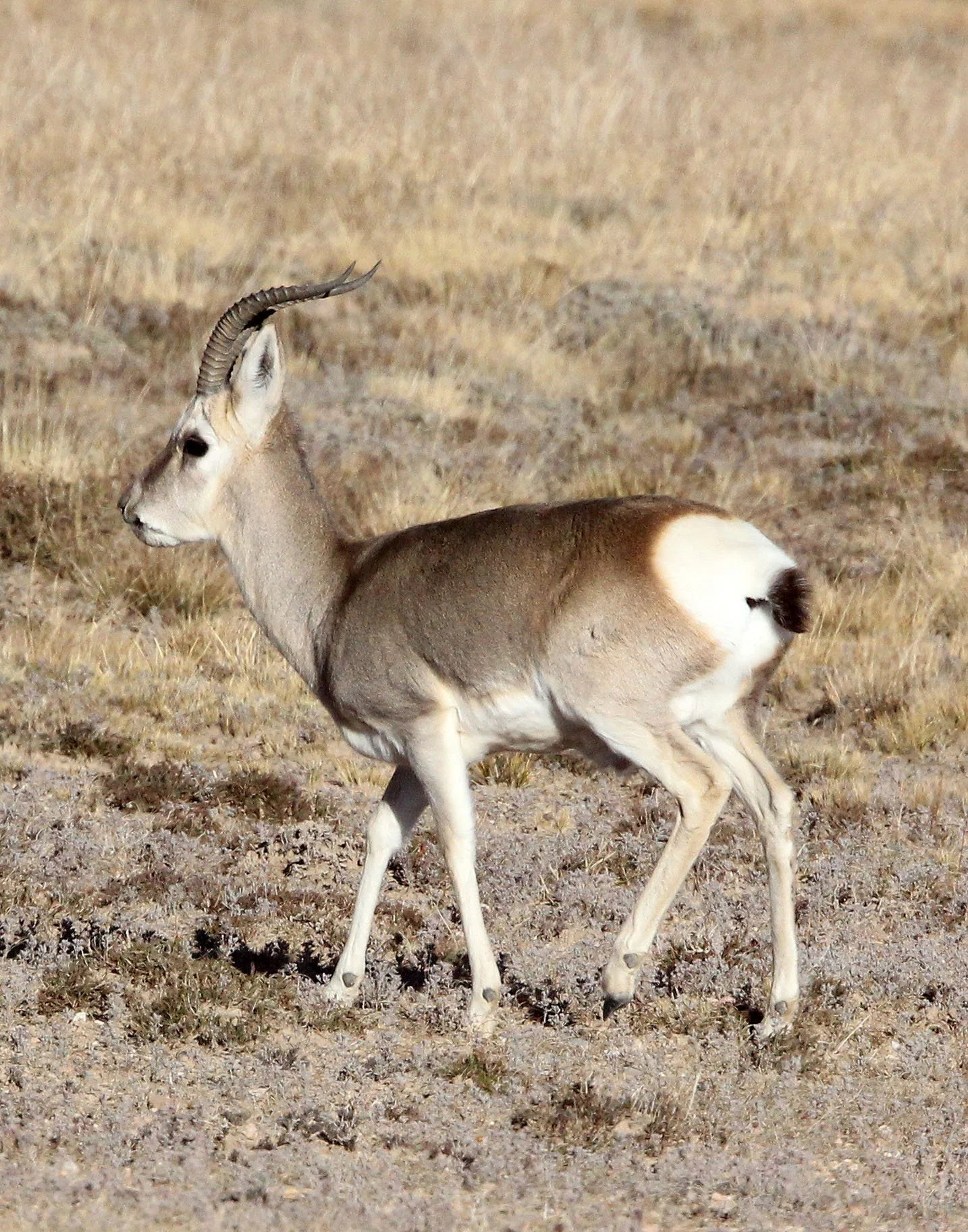 Procapra picticaudata Tibetan Gazelle — Coke Smith Wildlife