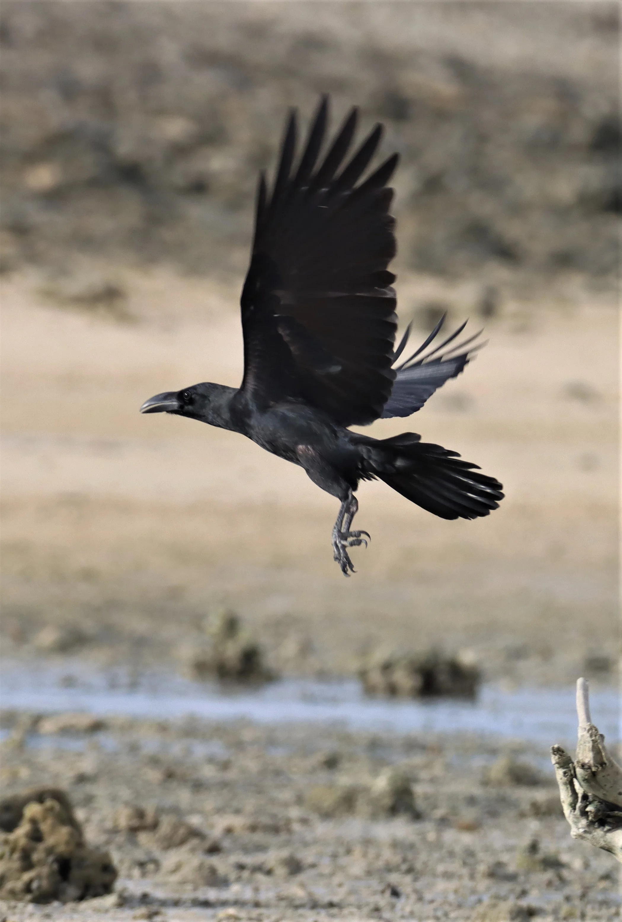 Large-billed Crow (Corvus macrorhynchos) Thailand, China, Japan — Coke ...