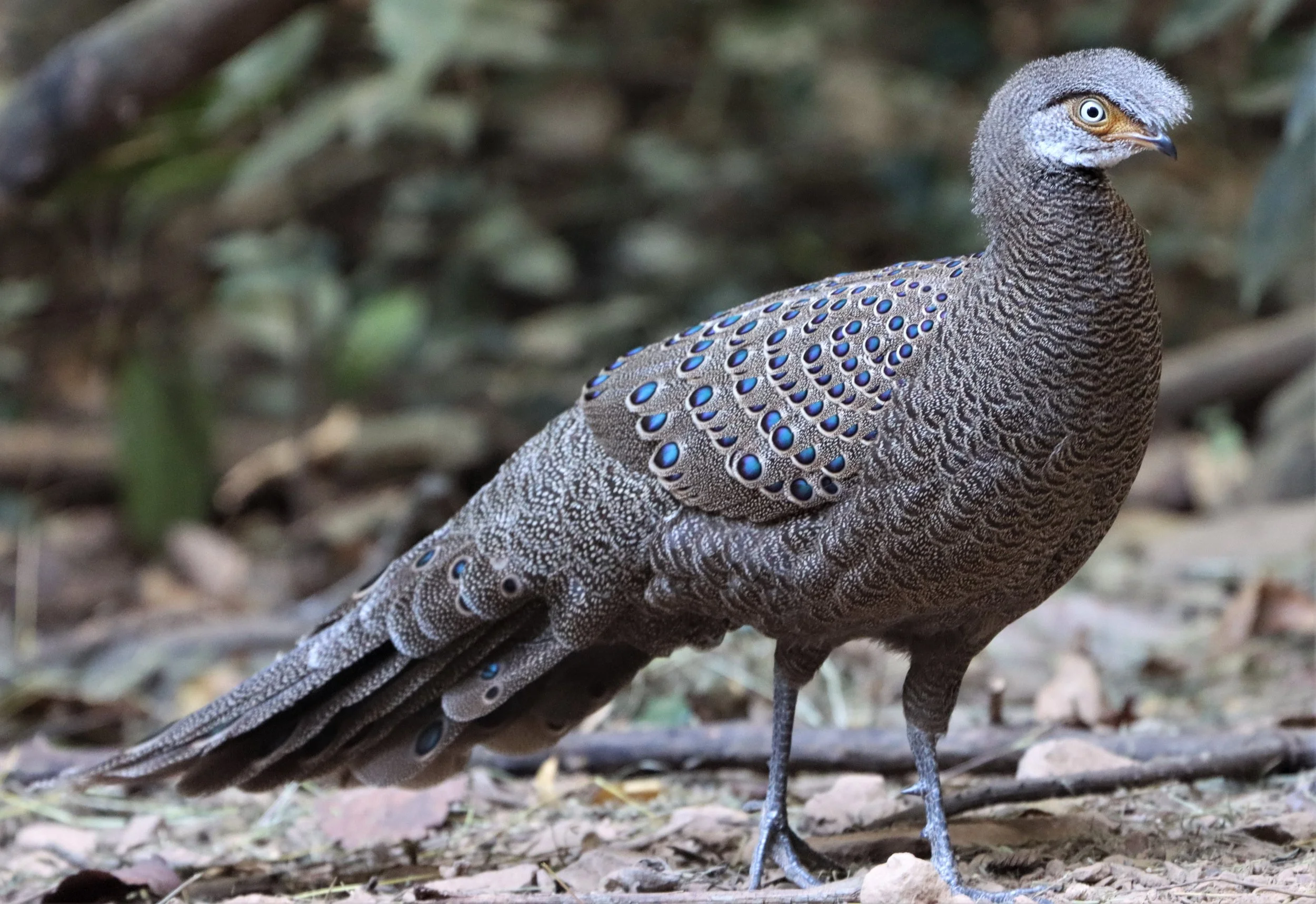 Gray Peacock-pheasant (Polyplectron bicalcaratum) — Coke Smith Wildlife
