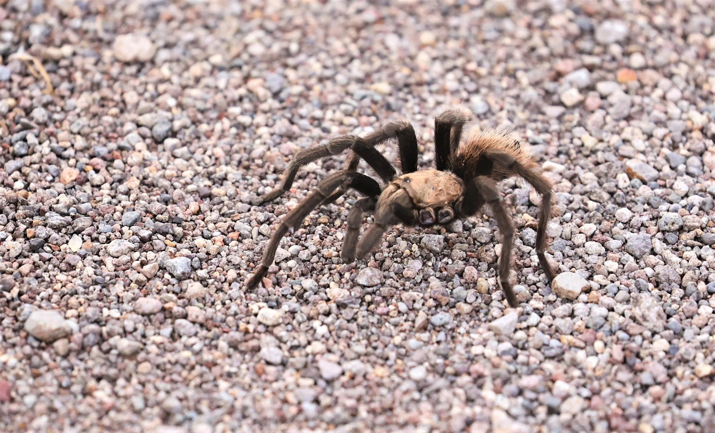 Class Arachnida - Spiders and Kin — Coke Smith Wildlife