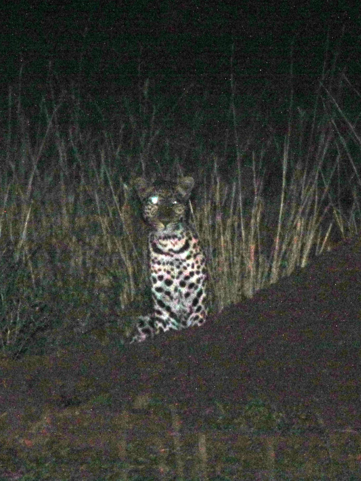 Panthera pardus subspecies — Coke Smith Wildlife