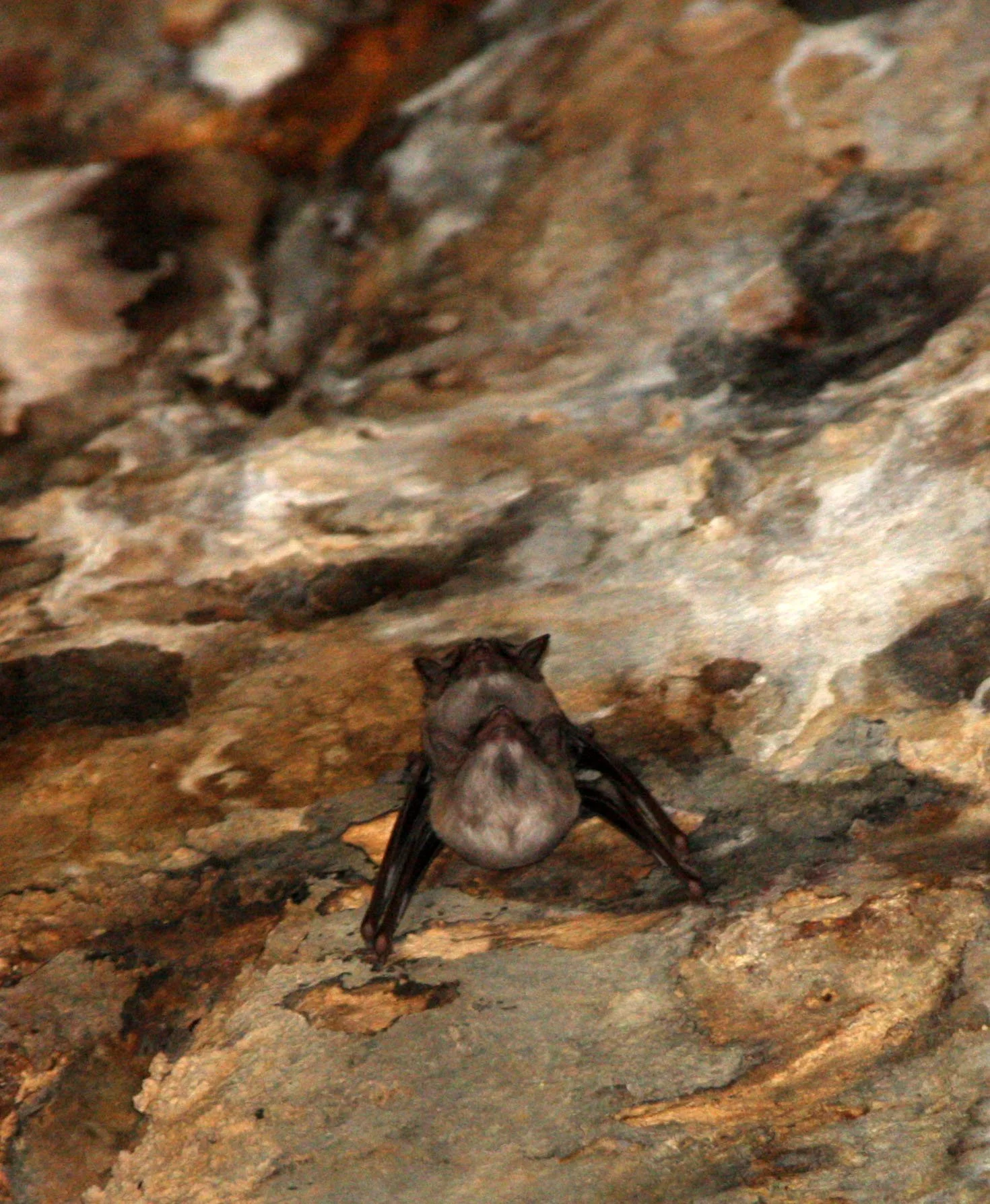 Genus Taphozous - Tomb Bats — Coke Smith Wildlife