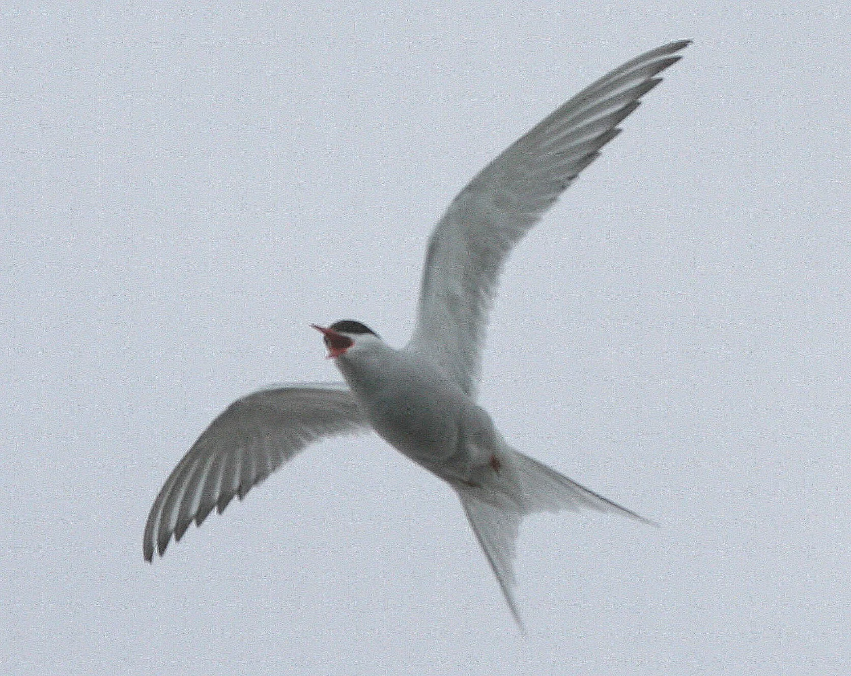 Arctic tern (Sterna paradisaea) Svalbard — Coke Smith Wildlife