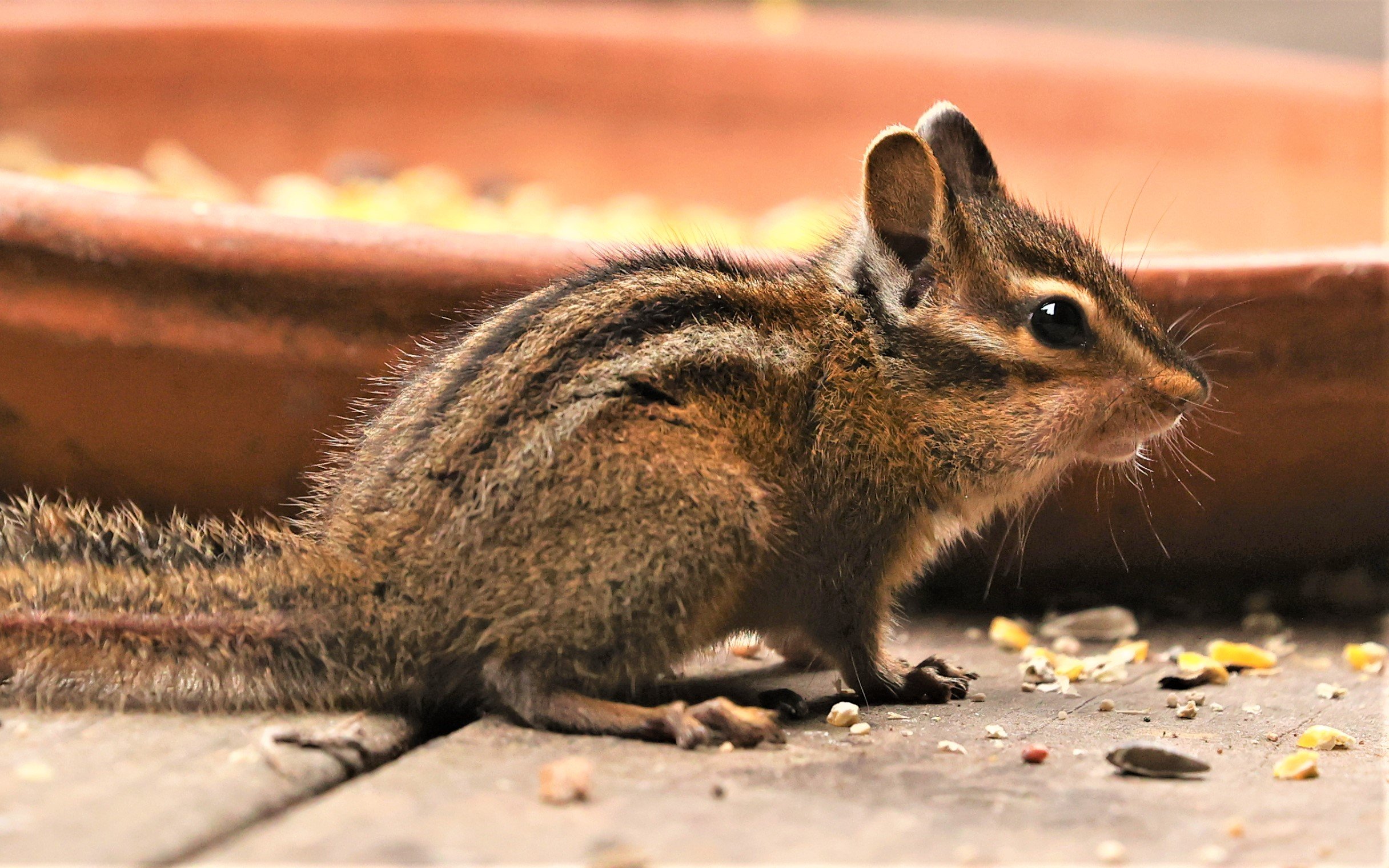 Genus Neotamias Western Chipmunks — Coke Smith Wildlife