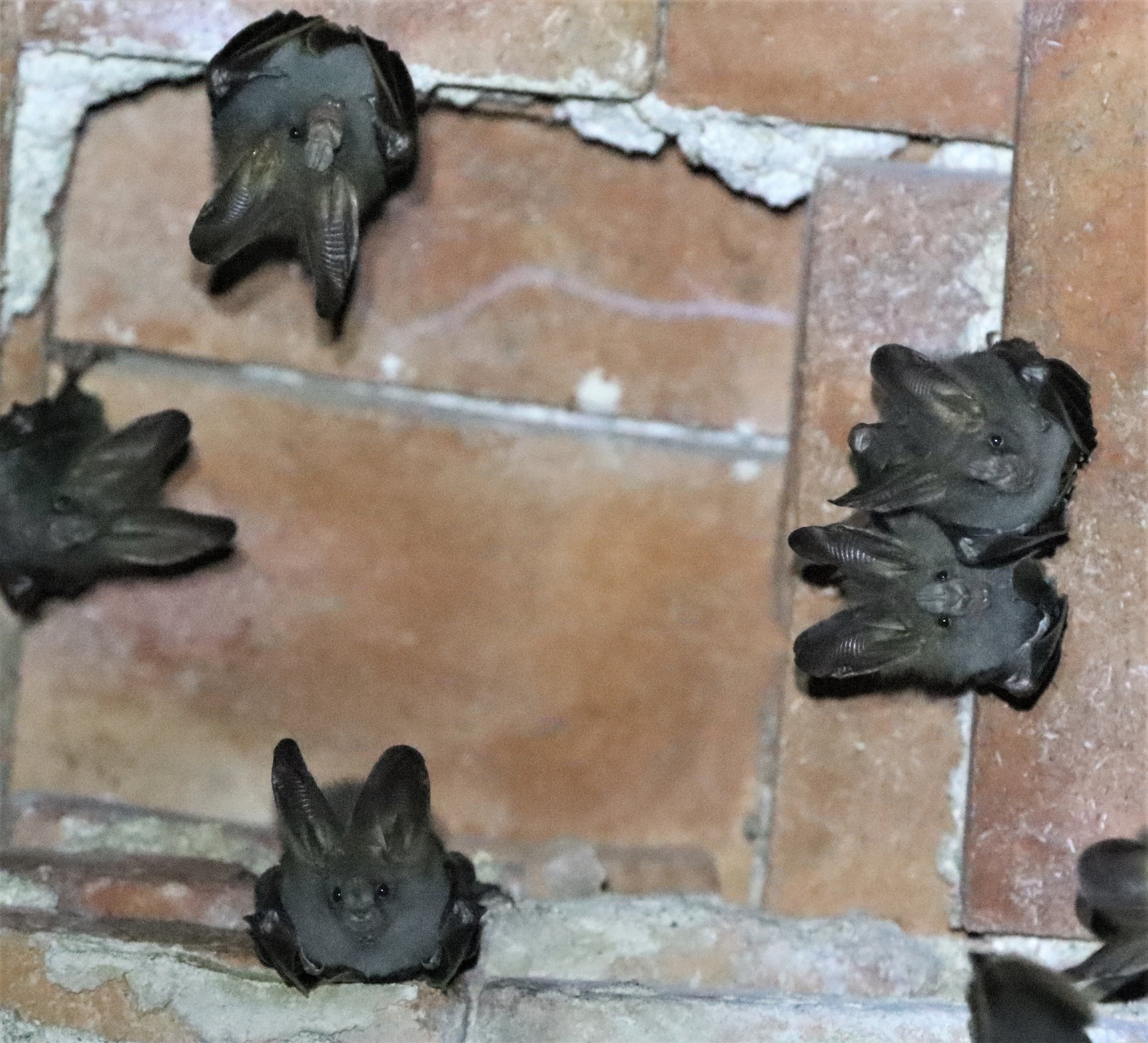 Genus Megaderma - False Vampire Bat — Coke Smith Wildlife