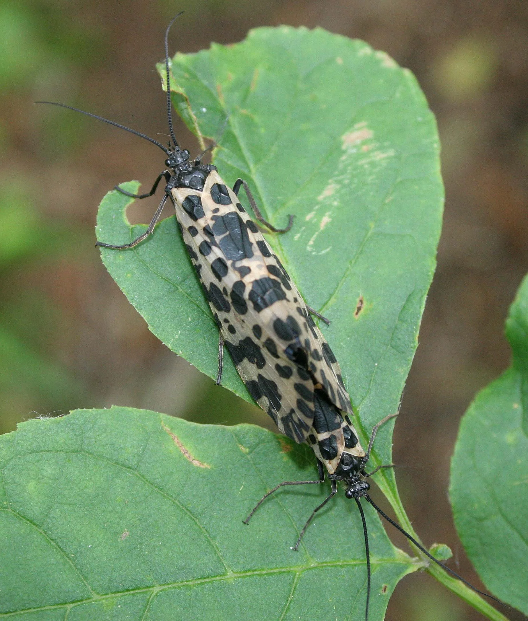 Order Trichoptera - Caddisflies — Coke Smith Wildlife