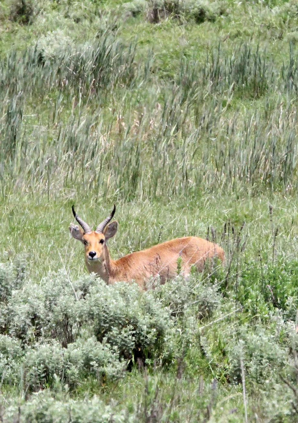Genus Redunca Reedbucks — Coke Smith Wildlife