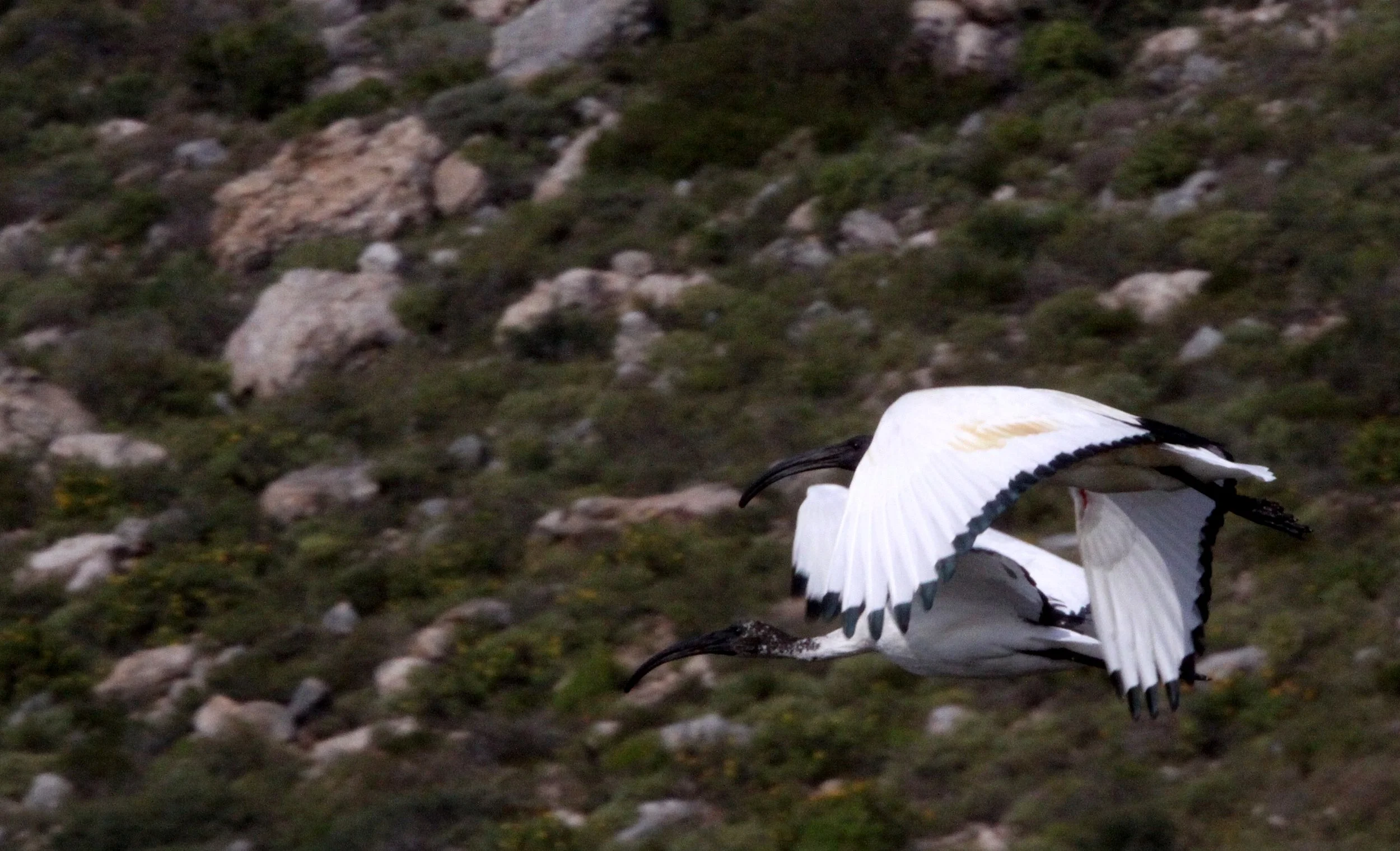 African Sacred Ibis (Threskiornis aethiopicus) — Coke Smith Wildlife