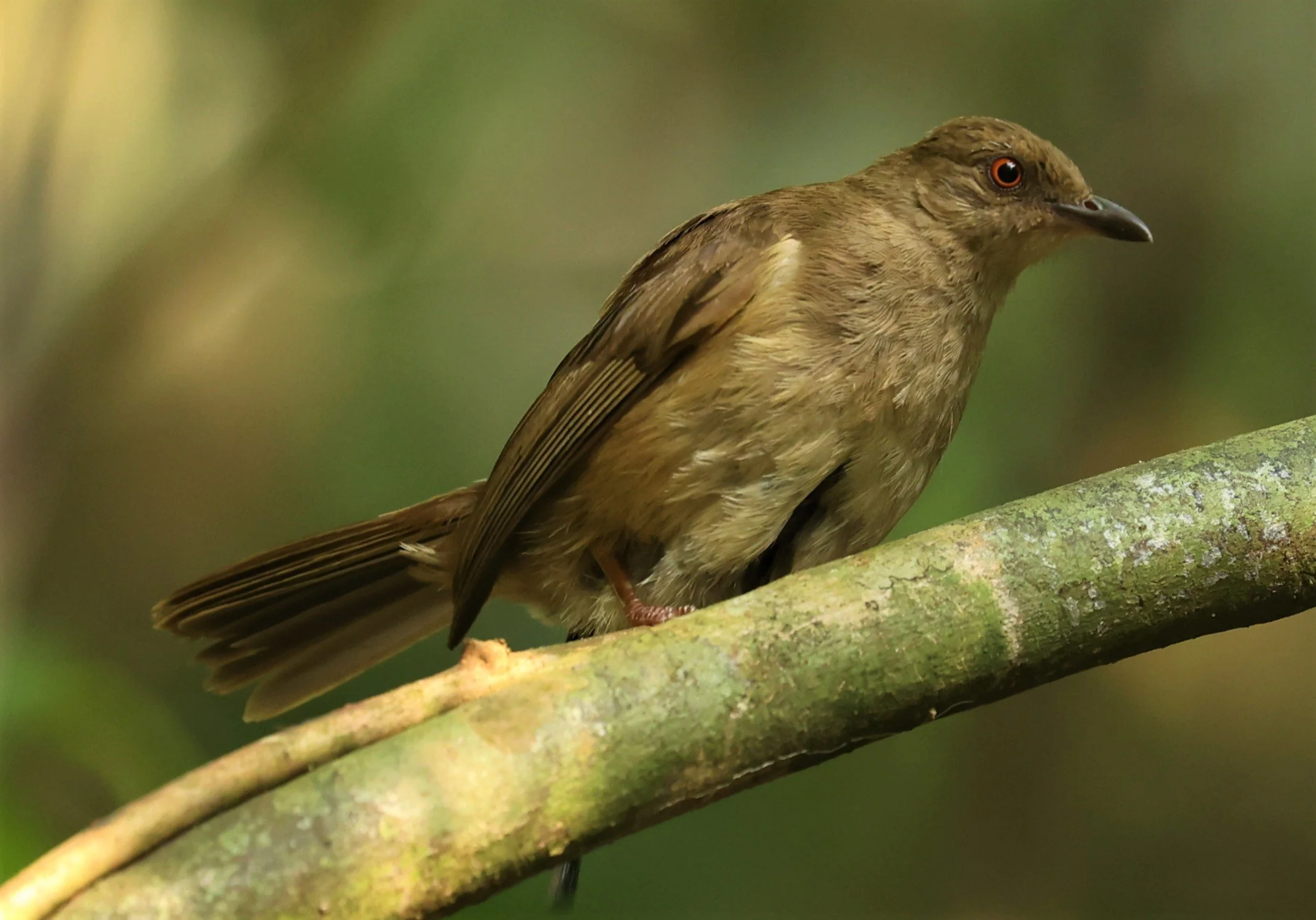 Red-eyed Bulbul (Pycnonotus brunneus) Southern Thailand — Coke Smith ...