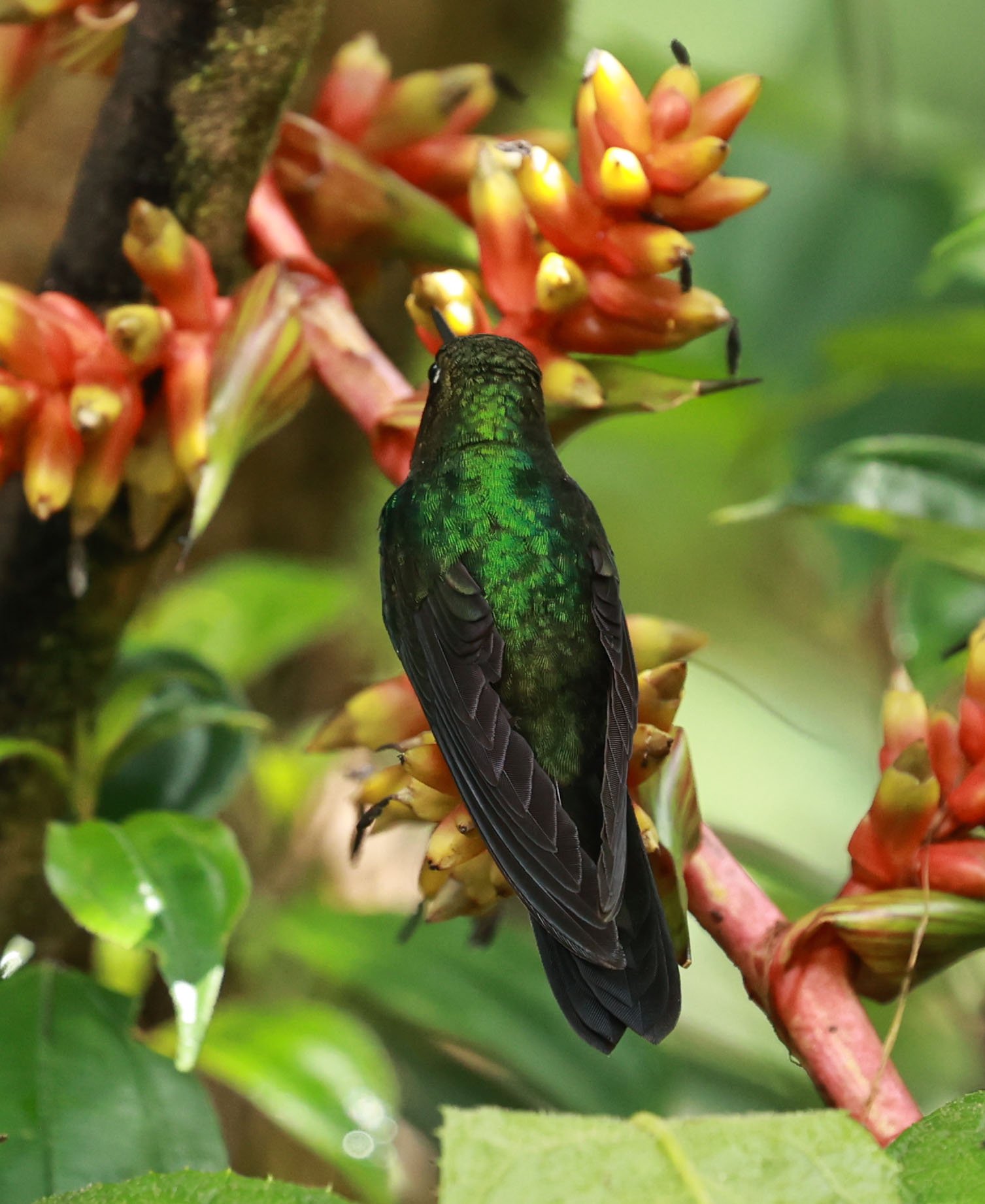 Genus Heliangelus Sunangels — Coke Smith Wildlife