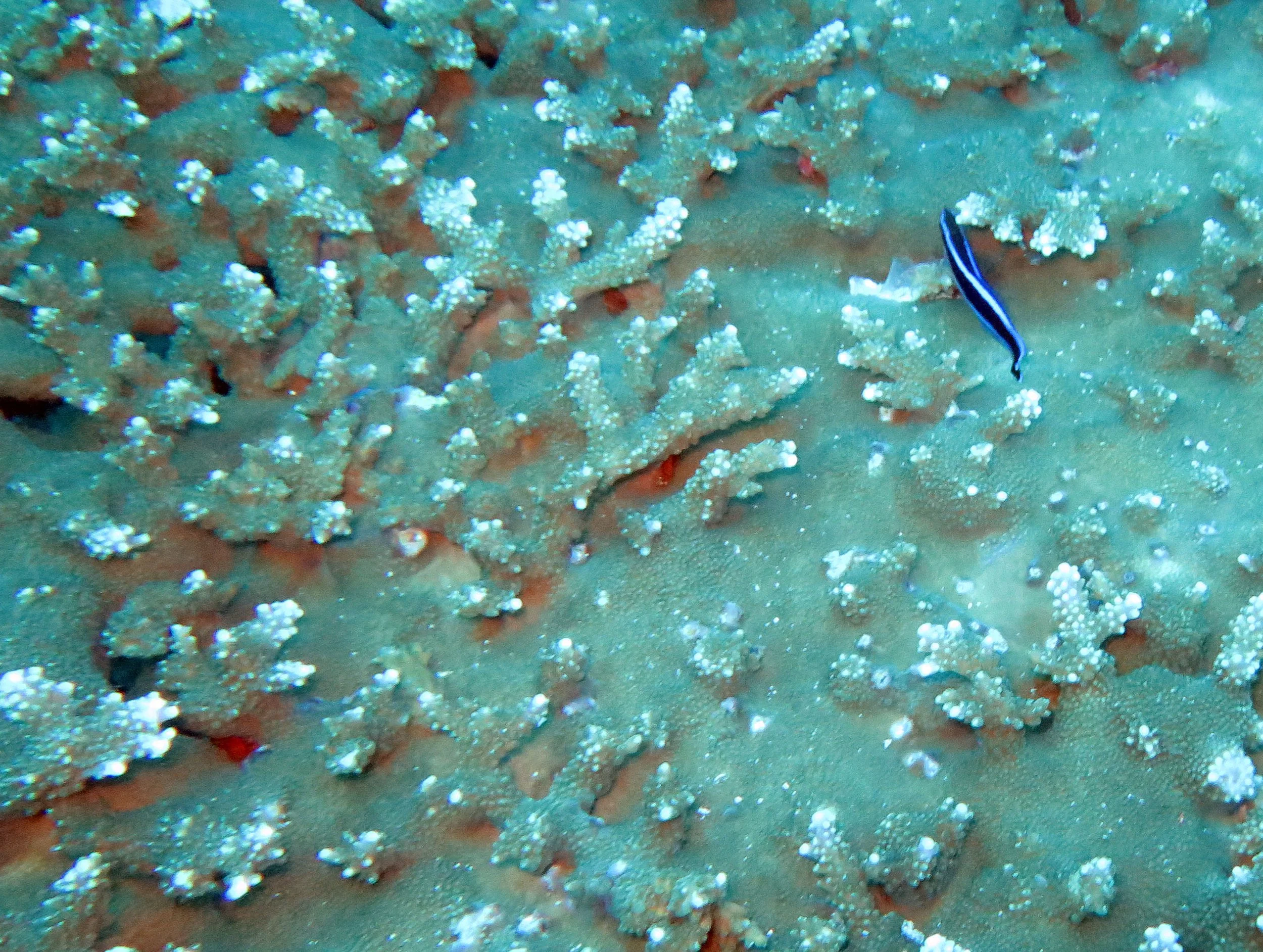Family Labridae - Wrasse — Coke Smith Wildlife