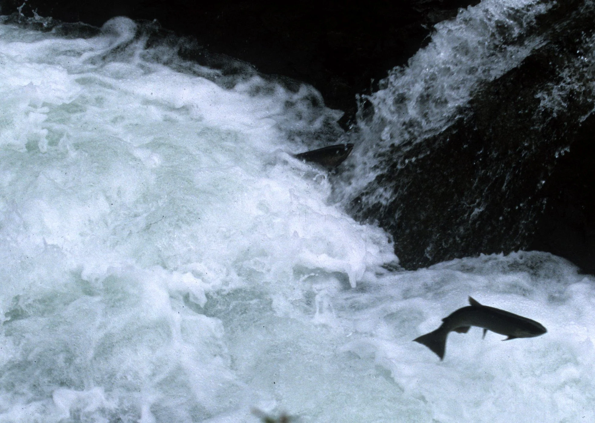 Family Salmonidae - The Salmonids — Coke Smith Wildlife