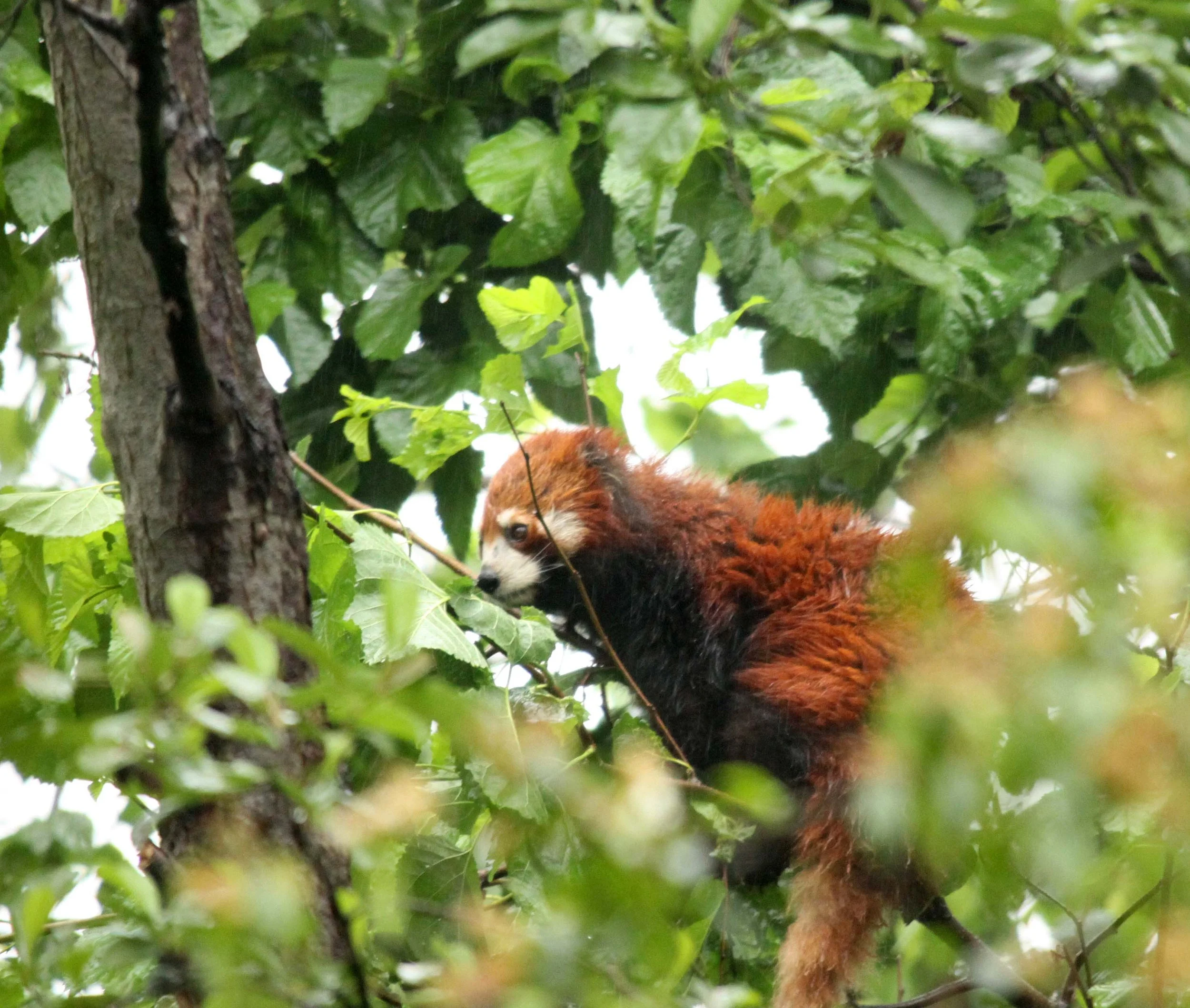 Red Panda (Ailurus fulgens) — Coke Smith Wildlife