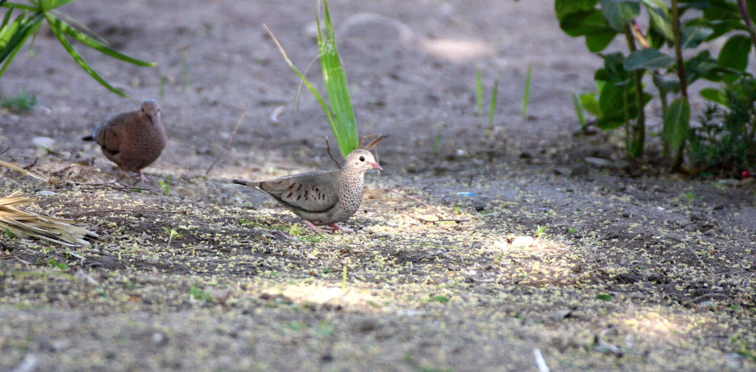 Genus Columbina Ground Doves — Coke Smith Wildlife