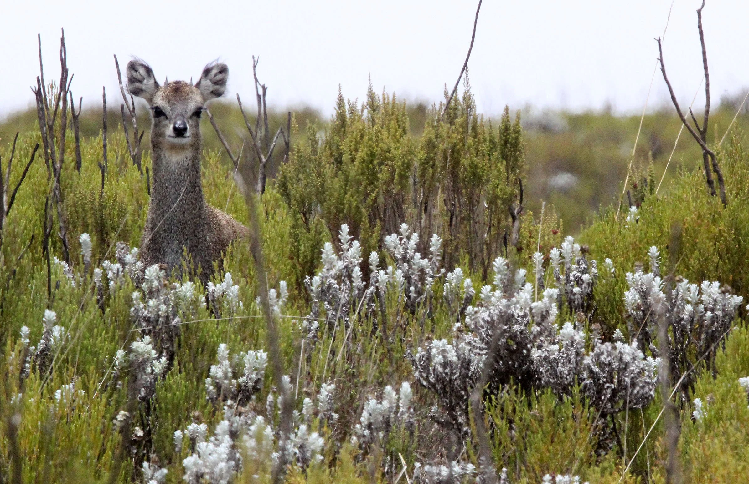 Oreotraginae Klipspringers — Coke Smith Wildlife
