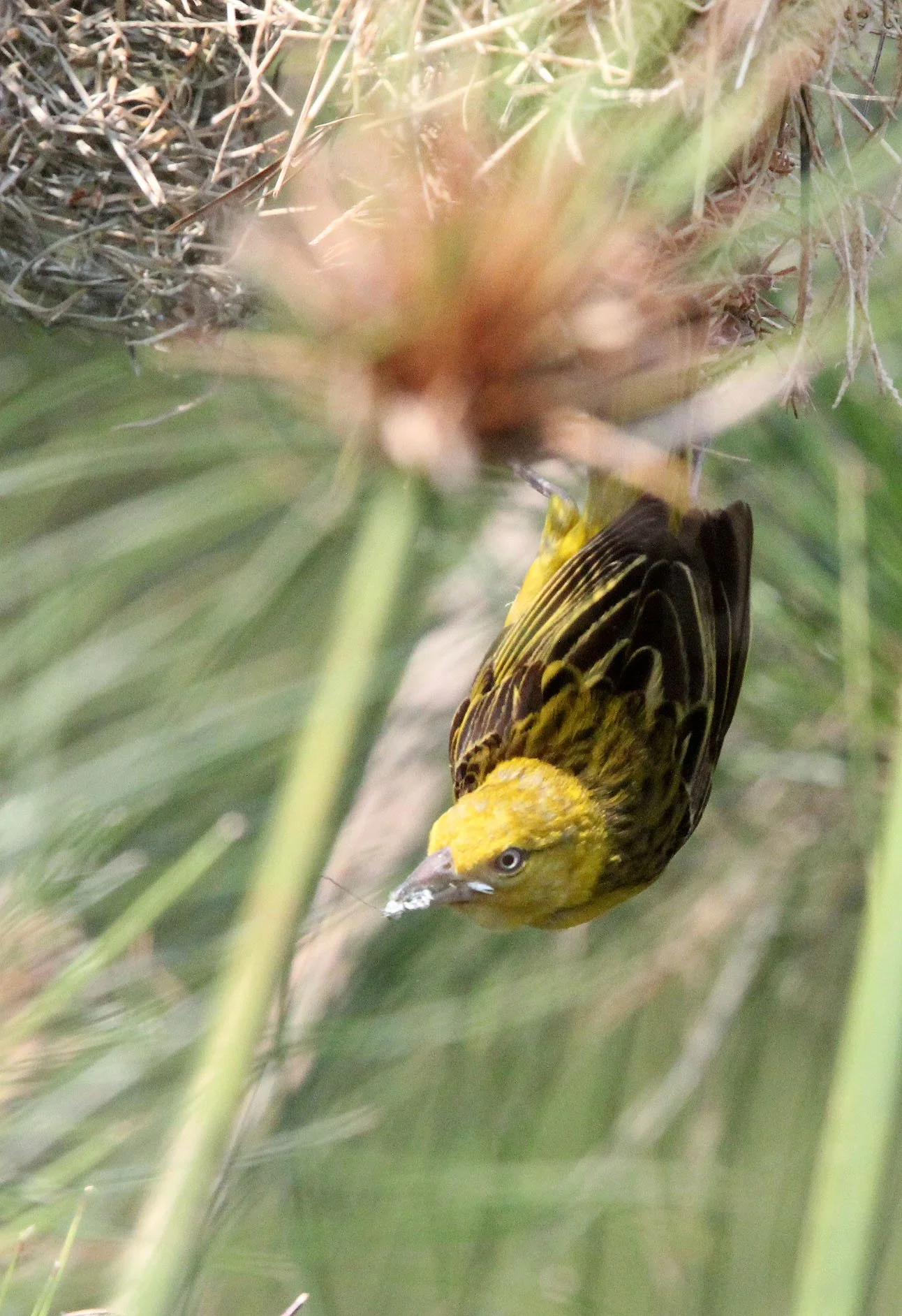 Holub's Golden-Weaver (Ploceus xanthops) Queen Elizabeth NP, Uganda ...