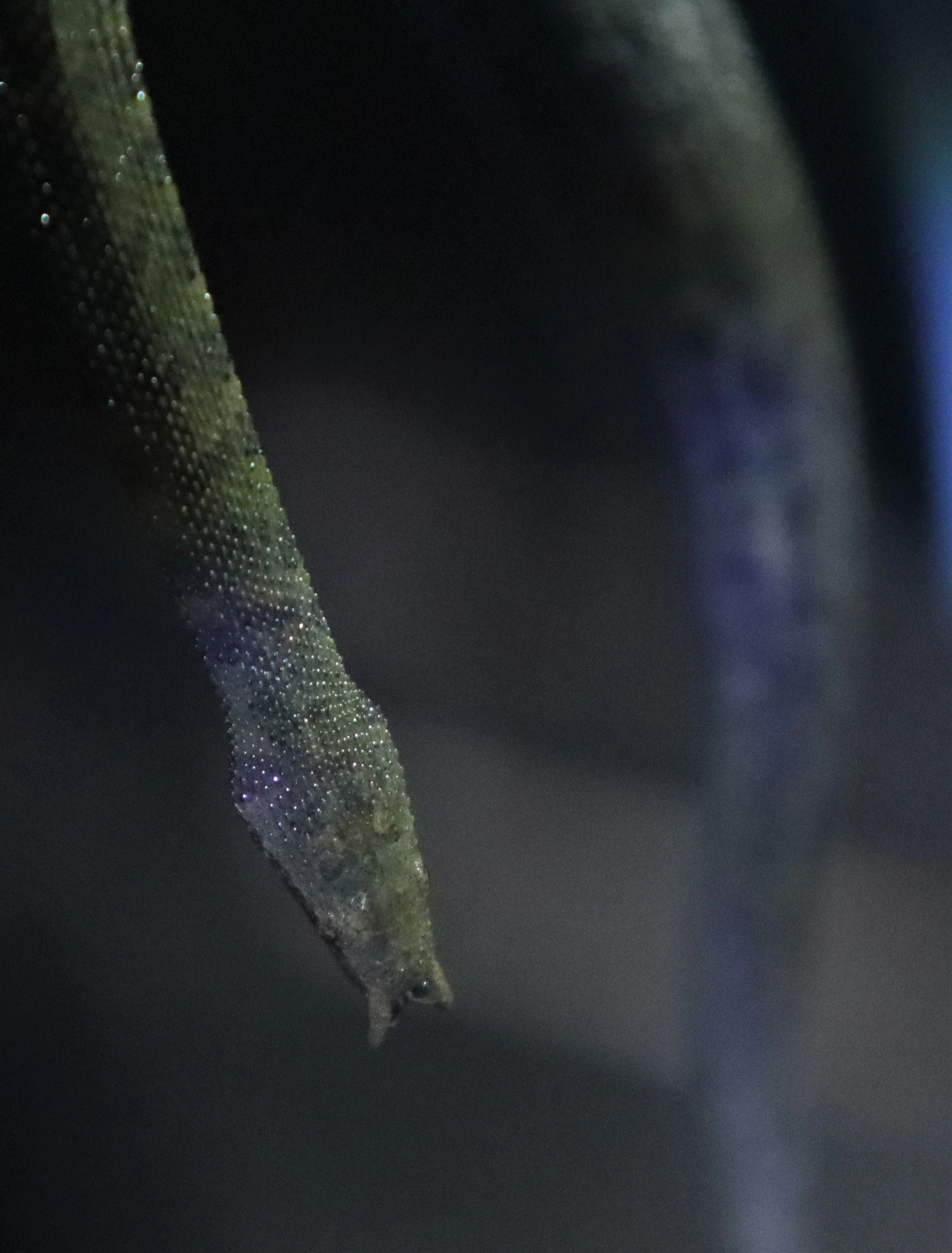 Family Homalopsidae - Mud & Tentacled Snakes — Coke Smith Wildlife