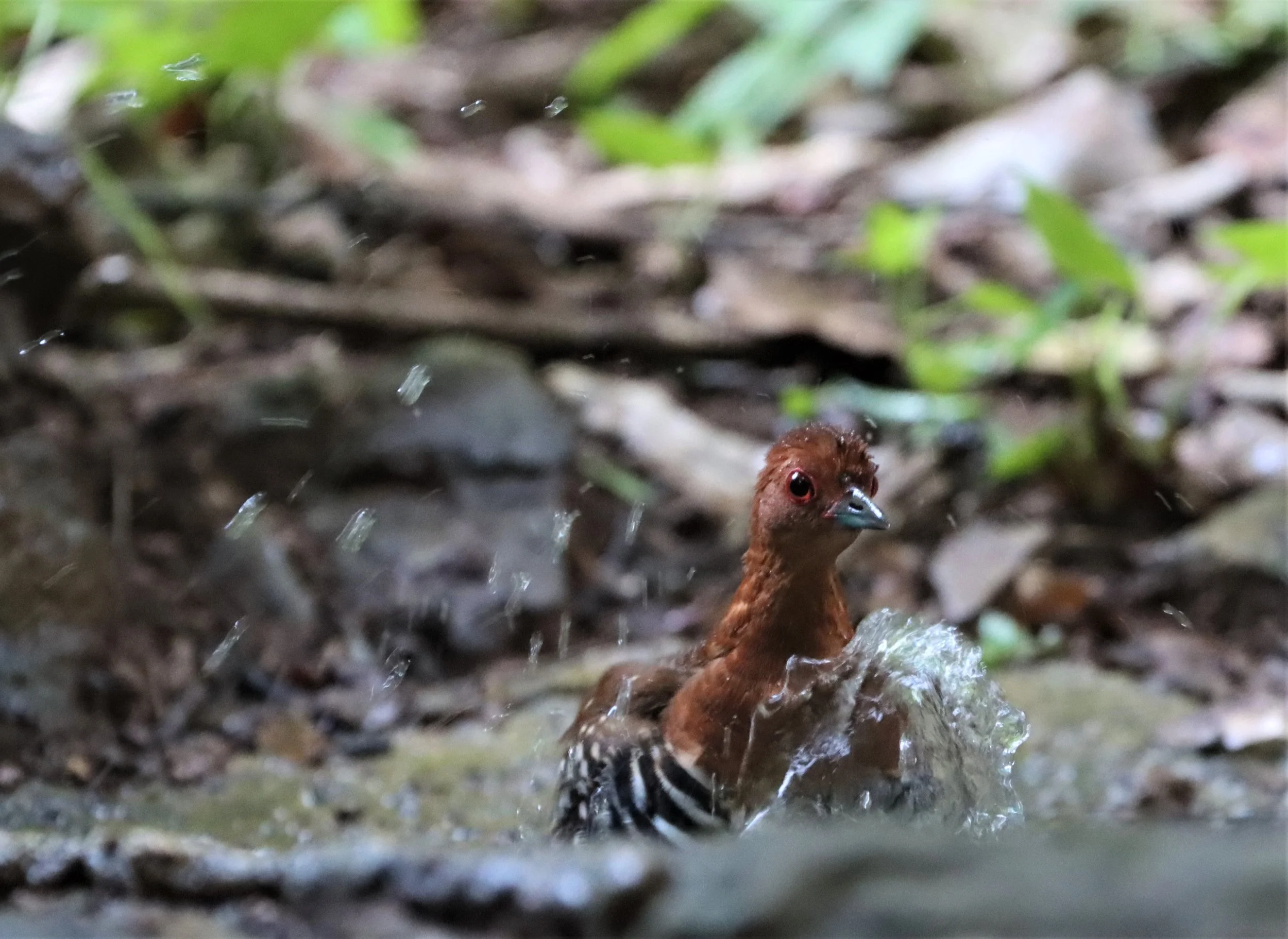 Red-legged Crake (Rallina fasciata) Neung Hide nr Kaeng Krachan NP ...