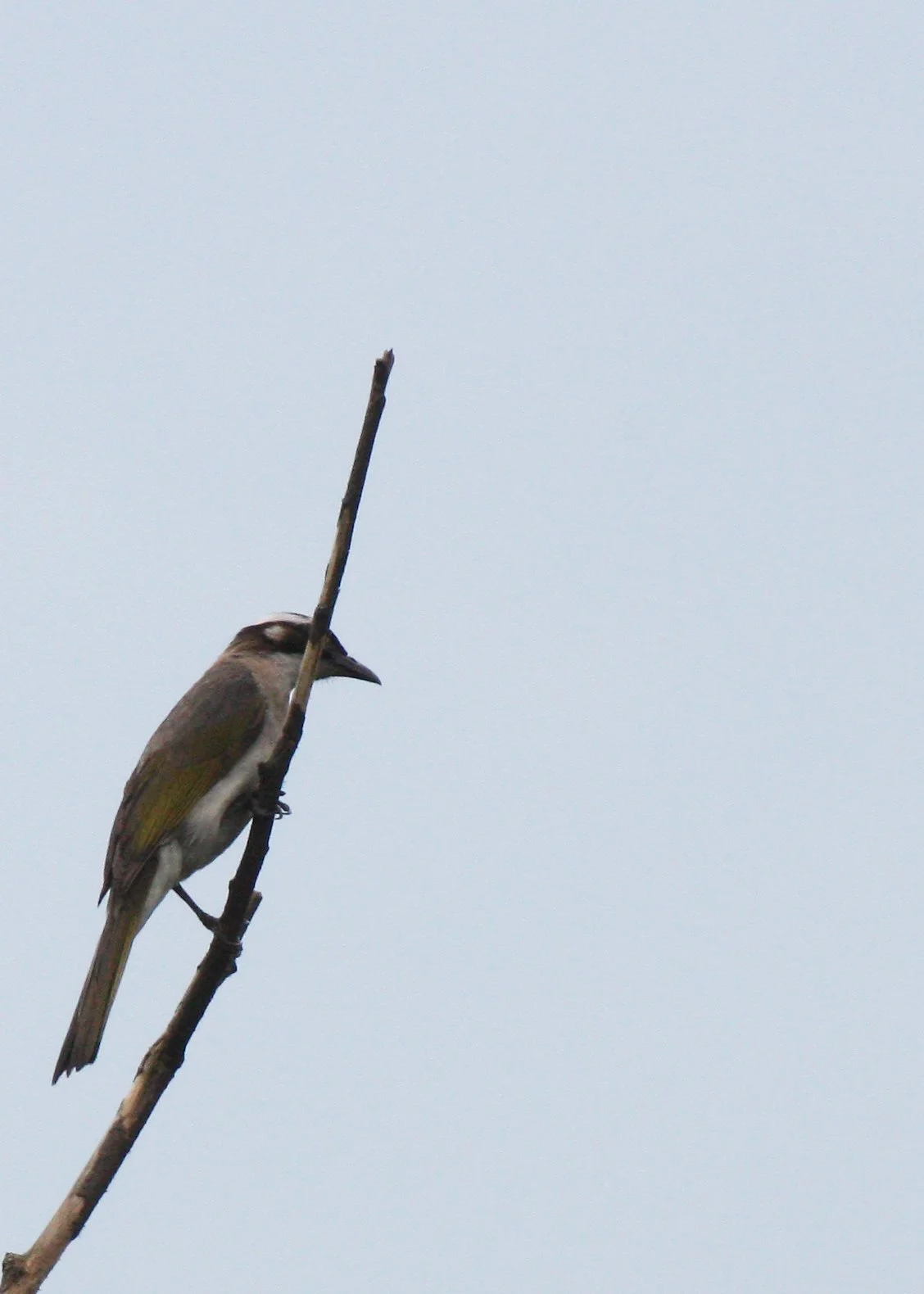 Styan's Bulbul (Pycnonotus taivanus) Taipei China — Coke Smith Wildlife