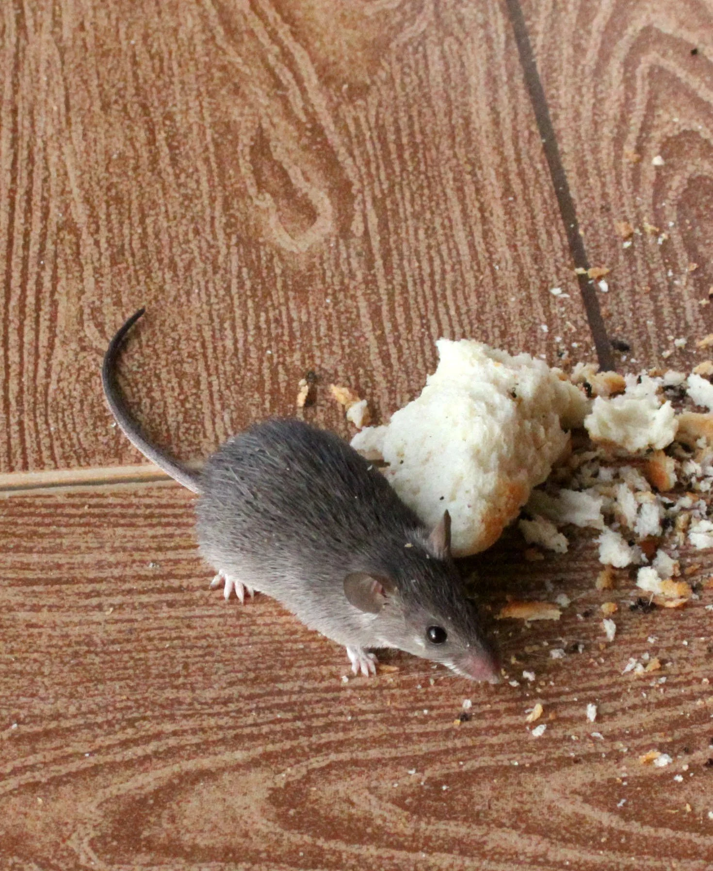 Stenocephalemys albipes - Ethiopian White-footed Mouse (Myomys albipes ...