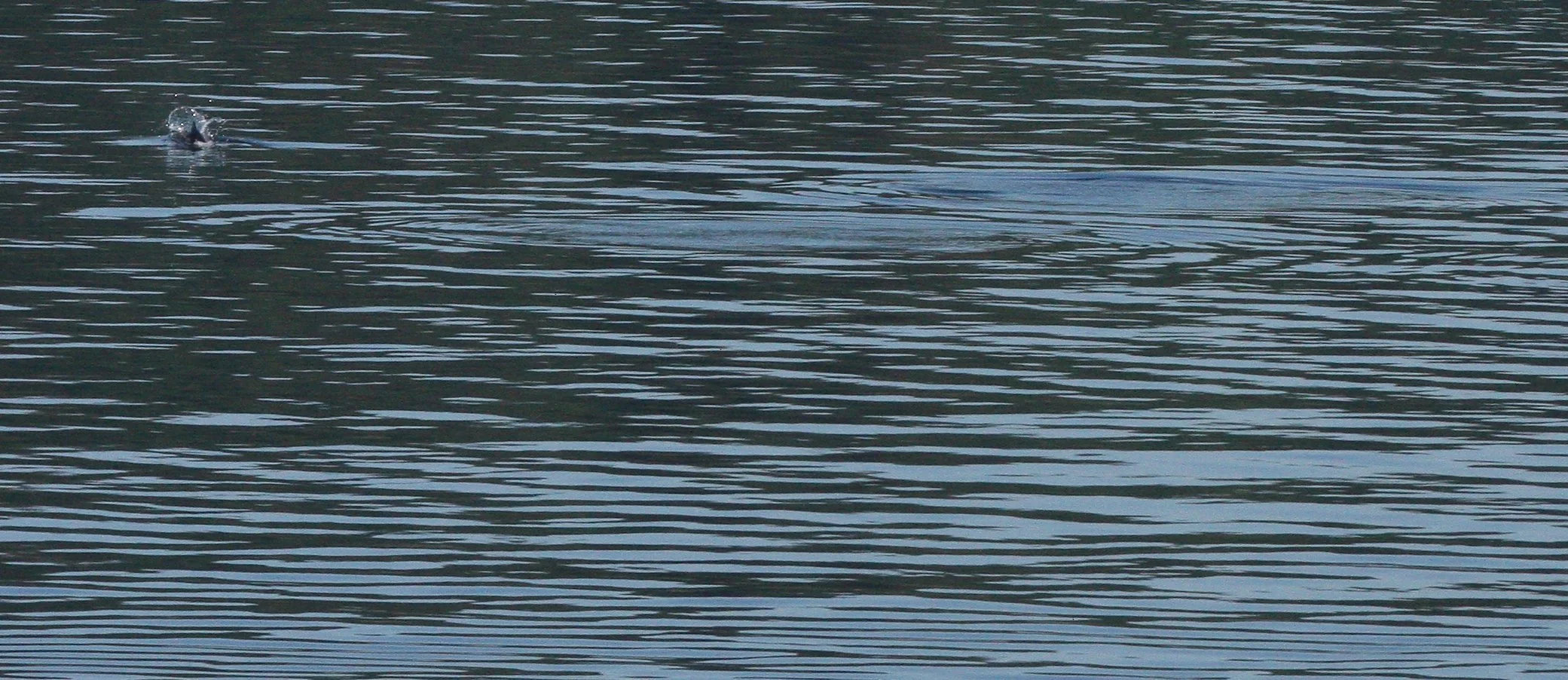 Phocoenoides dalli dalli Dall's Porpoise — Coke Smith Wildlife