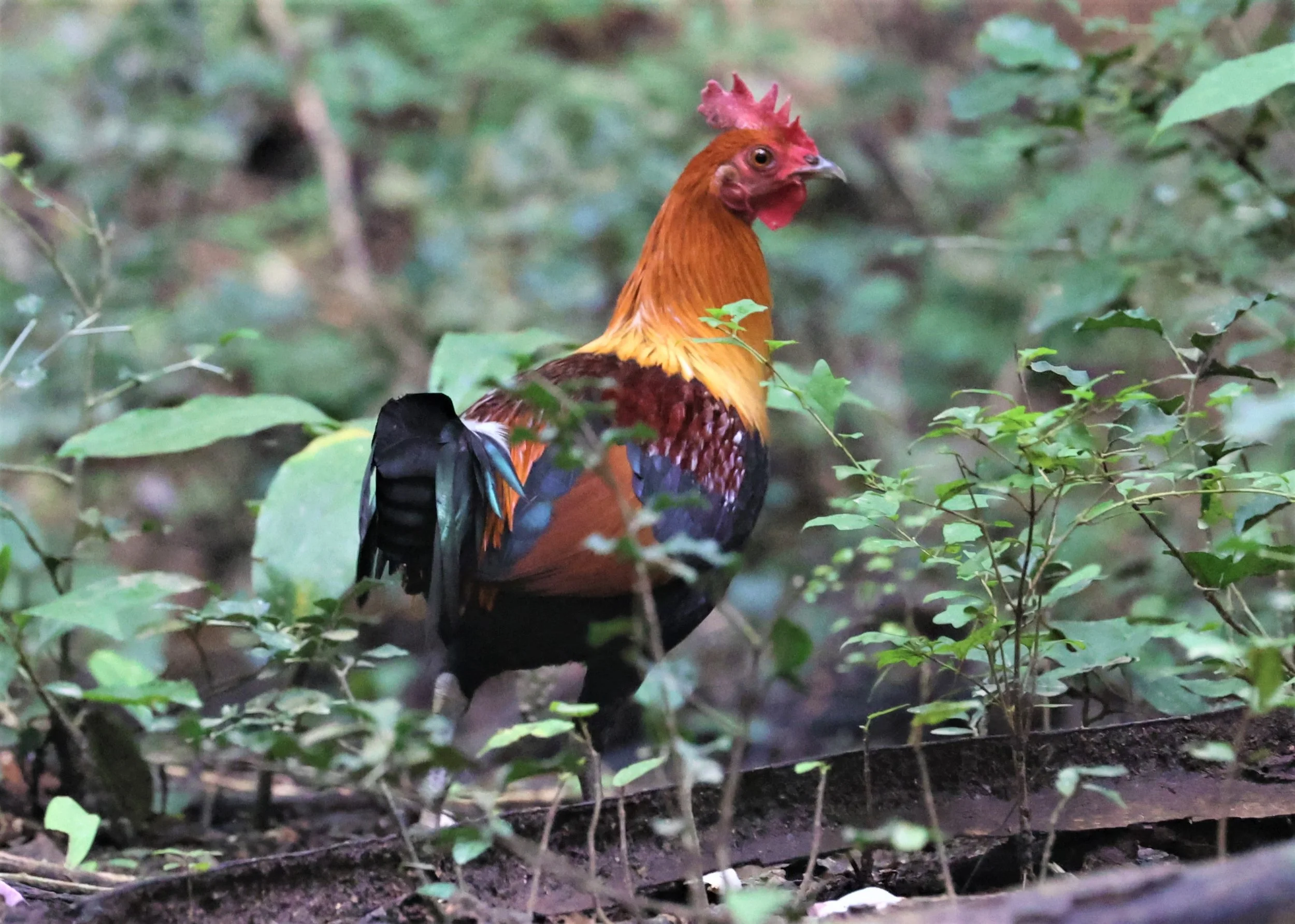 Genus Gallus, Jungle Fowl — Coke Smith Wildlife