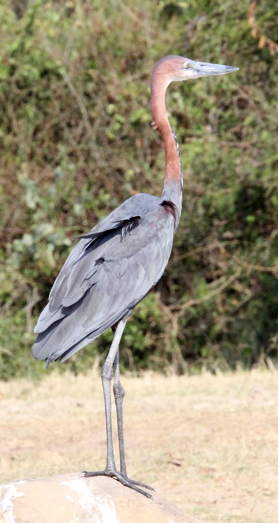 Goliath Heron (Ardea goliath) — Coke Smith Wildlife