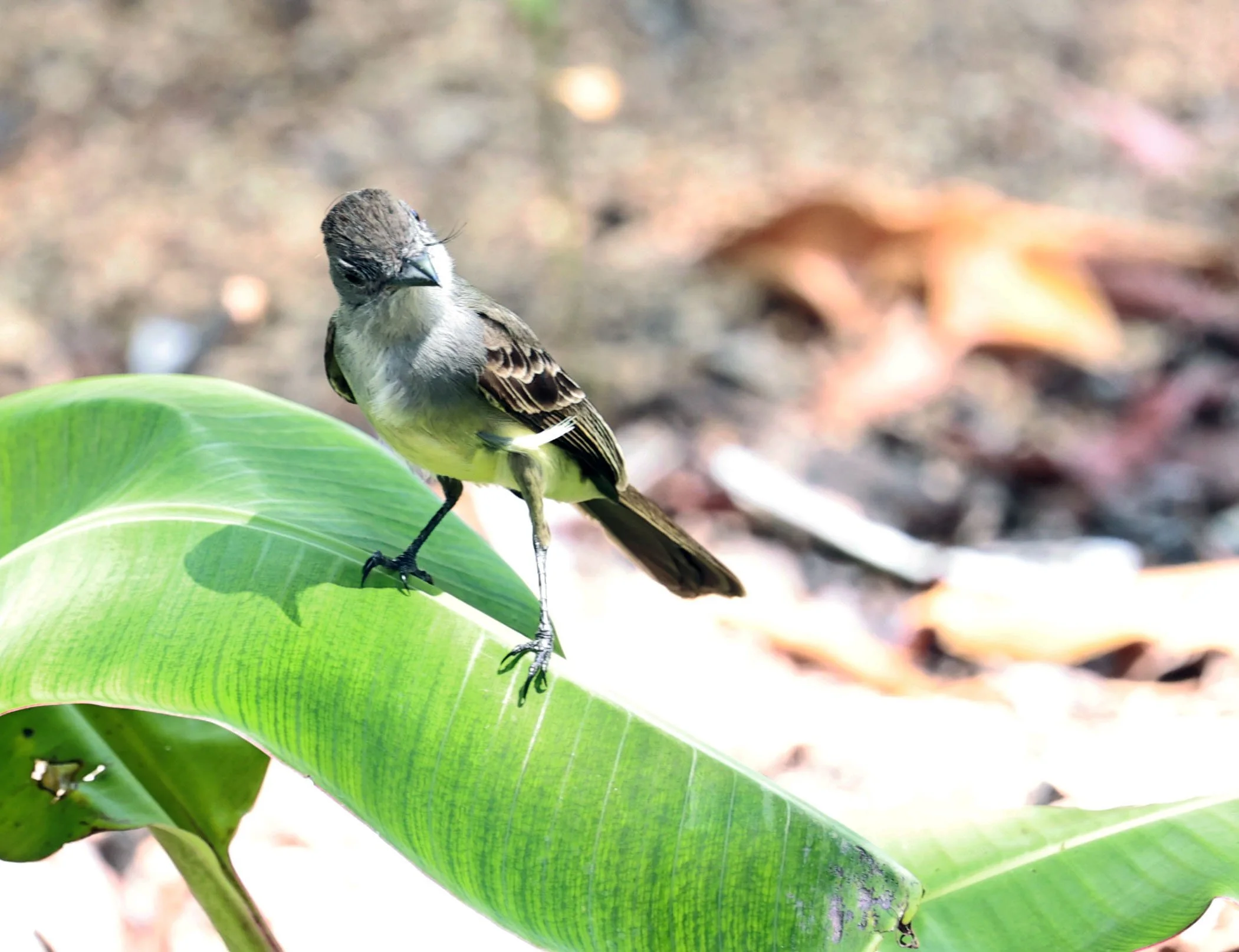 Birds of Manaus & Rio Ariau & Rio Negro, Brazil — Coke Smith Wildlife