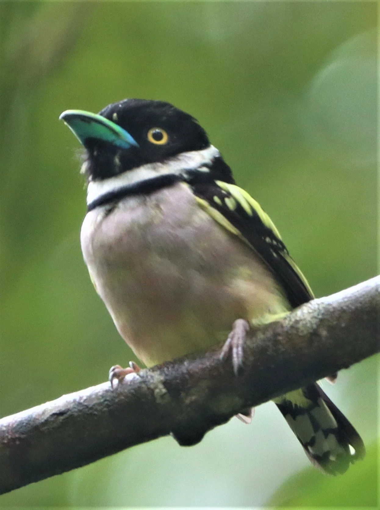 Black-and-yellow Broadbill (Eurylaimus ochromalus) — Coke Smith Wildlife
