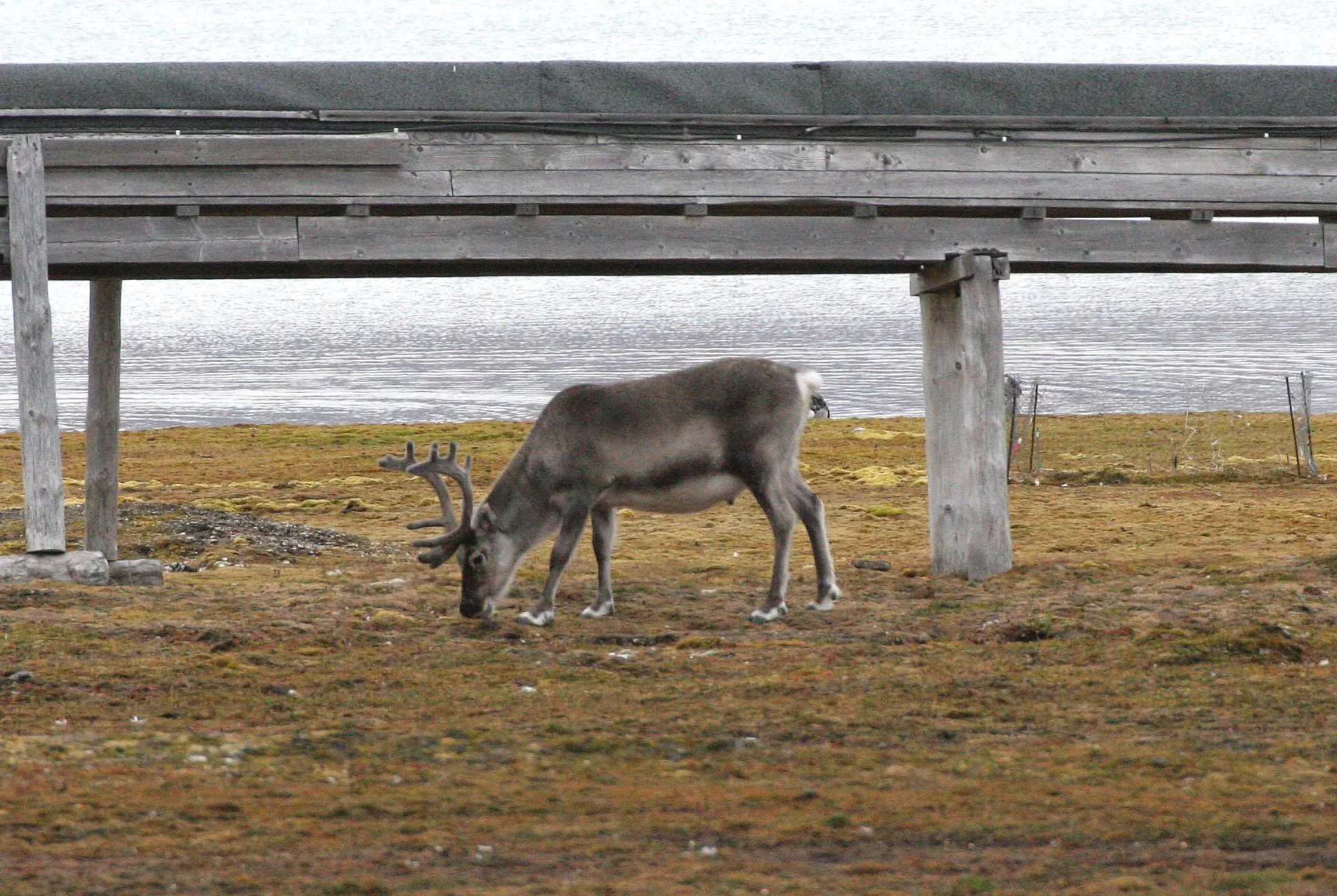 Genus Rangifer the Reindeer — Coke Smith Wildlife