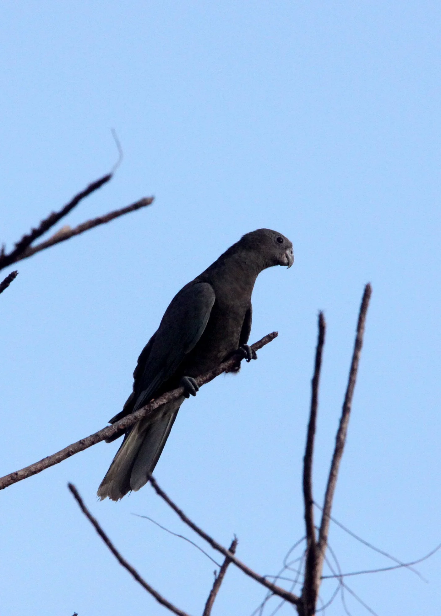 Lesser Vasa Parrot (Coracopsis nigra) Madagascar — Coke Smith Wildlife