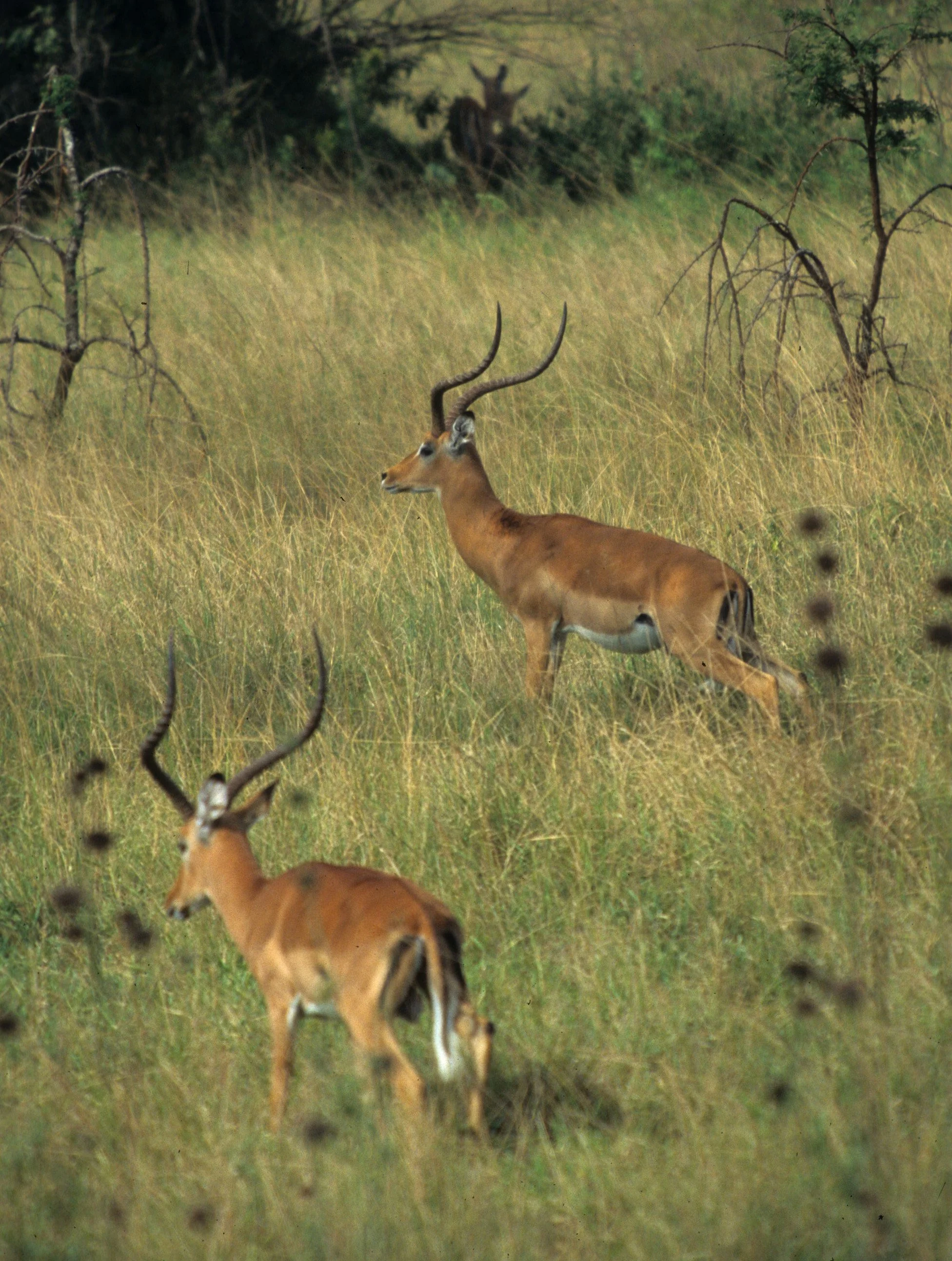 Aepyceros melampus Impala — Coke Smith Wildlife