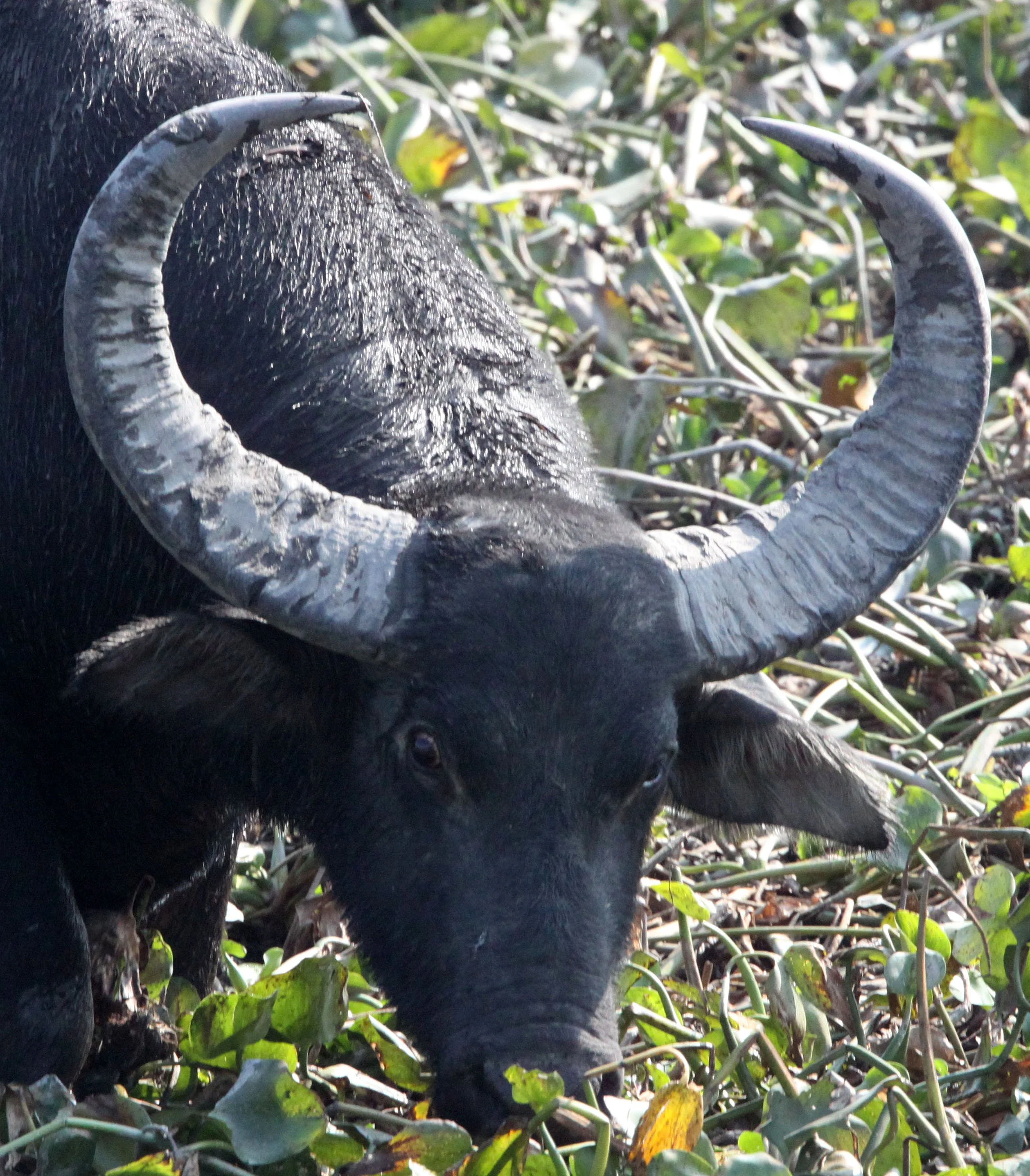 Genus Bubalus Water Buffalo — Coke Smith Wildlife