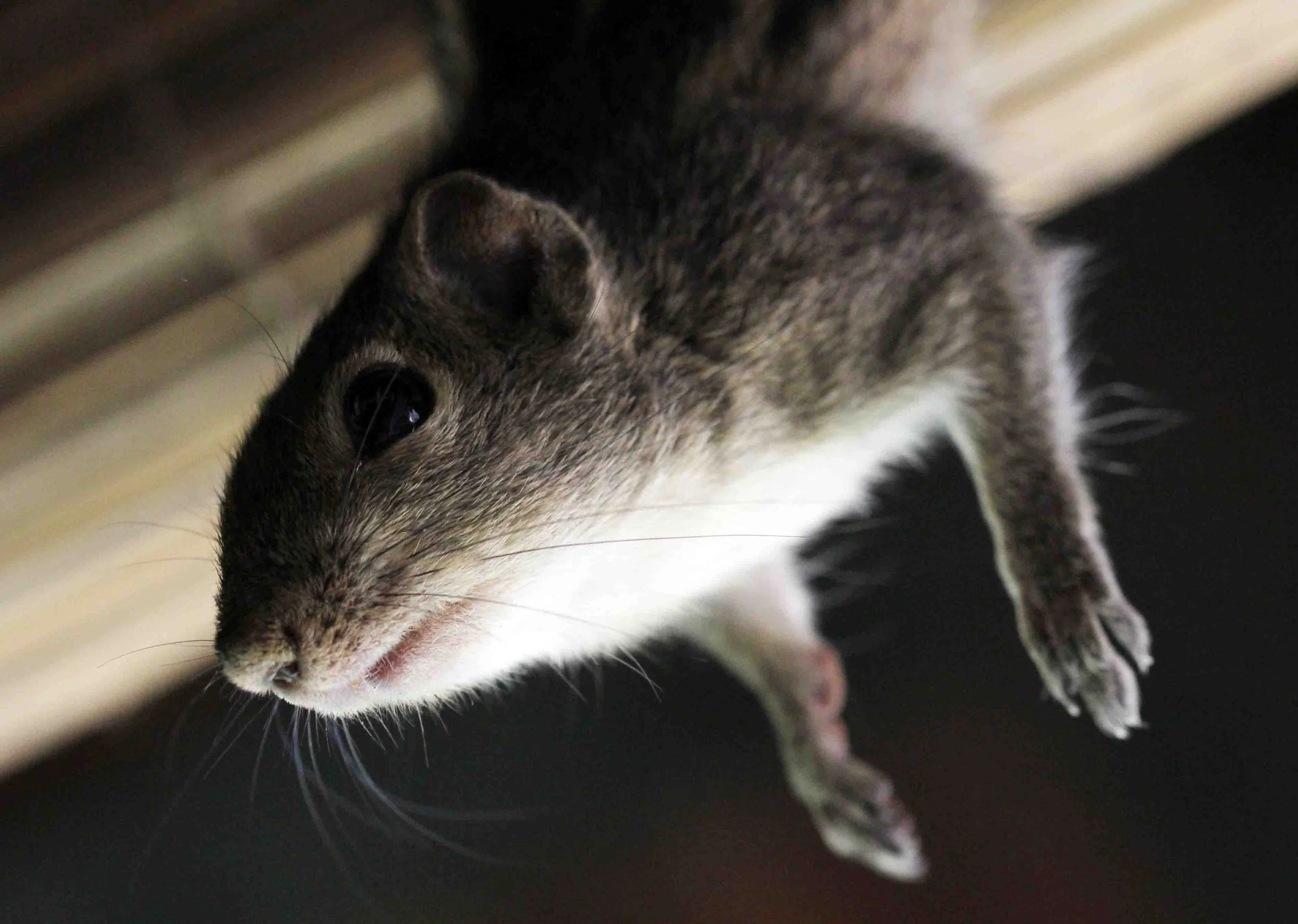 Genus Funambulus - Palm Squirrel — Coke Smith Wildlife