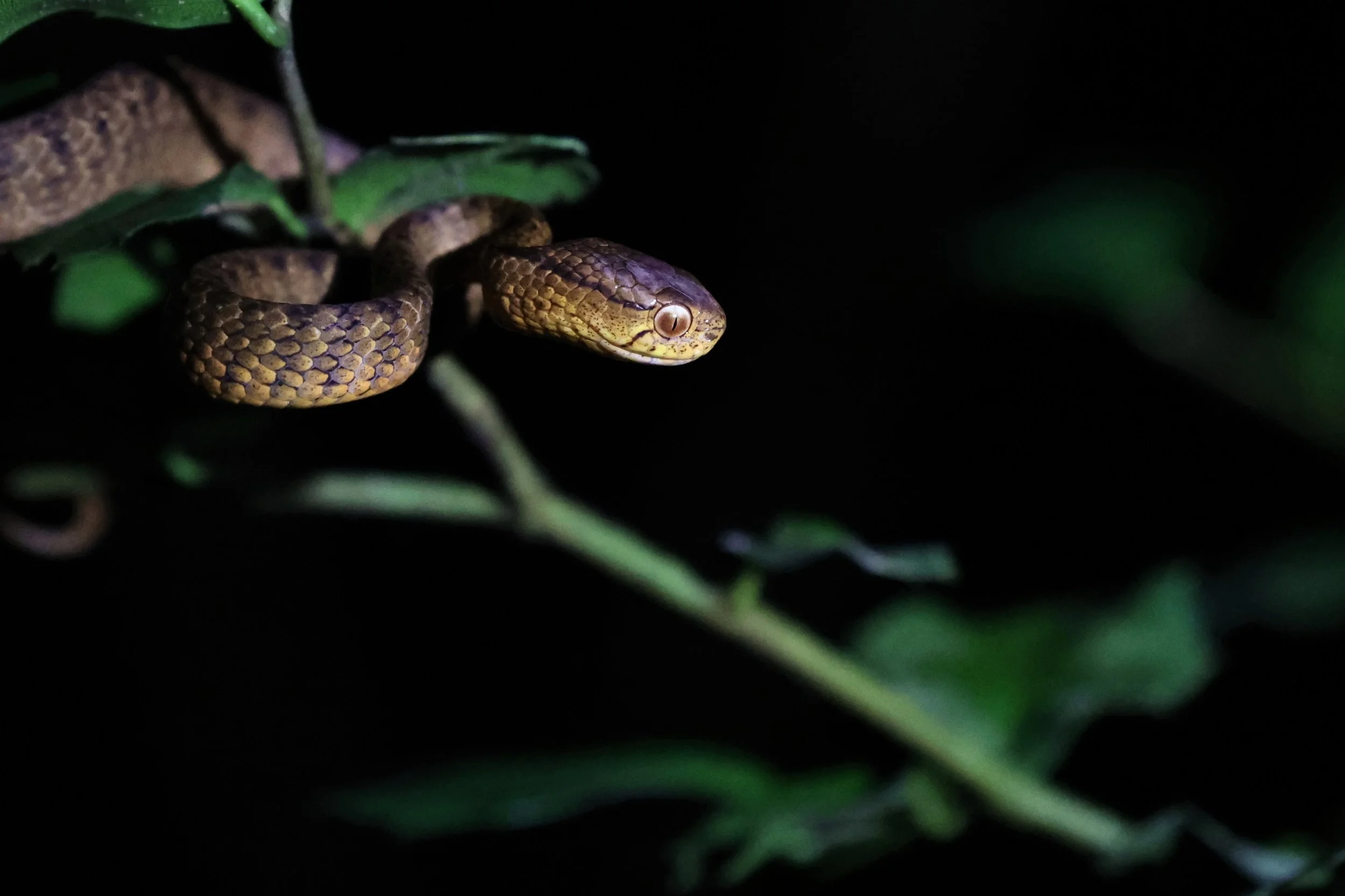 Family Pareidae - Slug Snakes — Coke Smith Wildlife