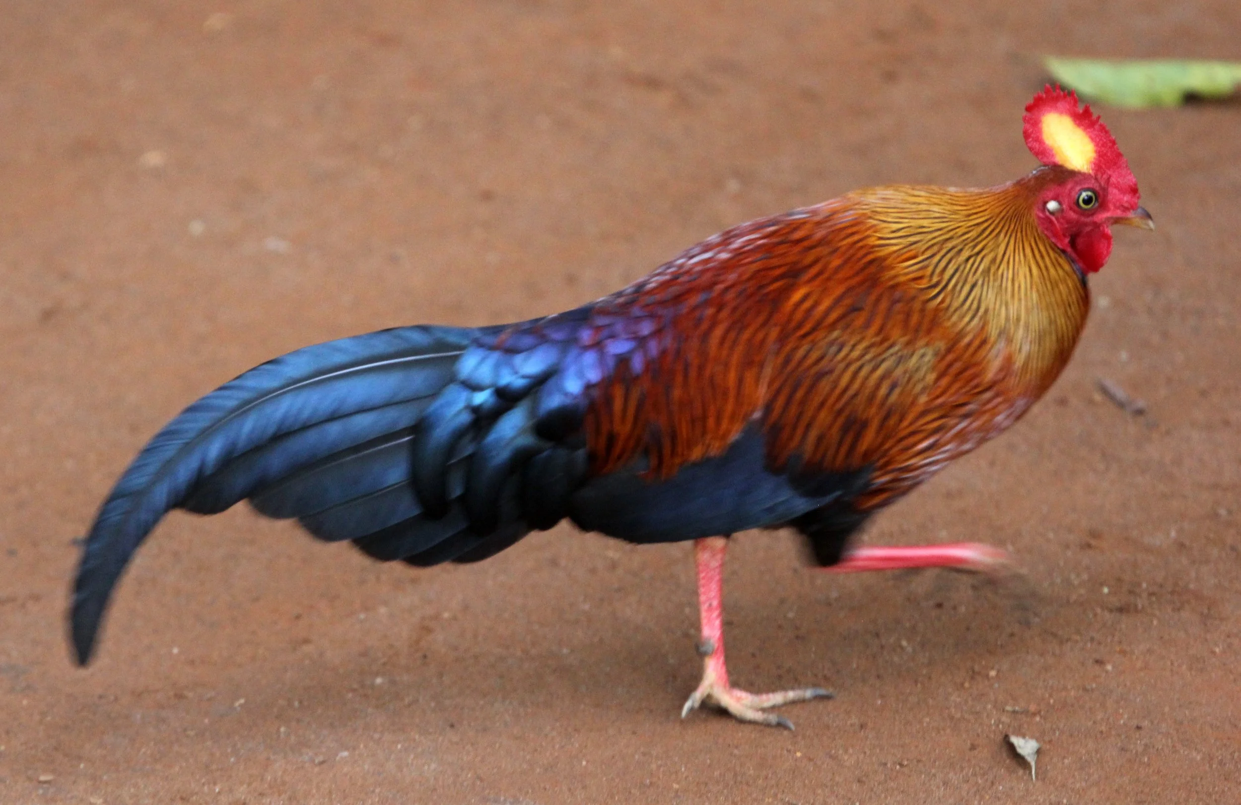 Genus Gallus, Jungle Fowl — Coke Smith Wildlife