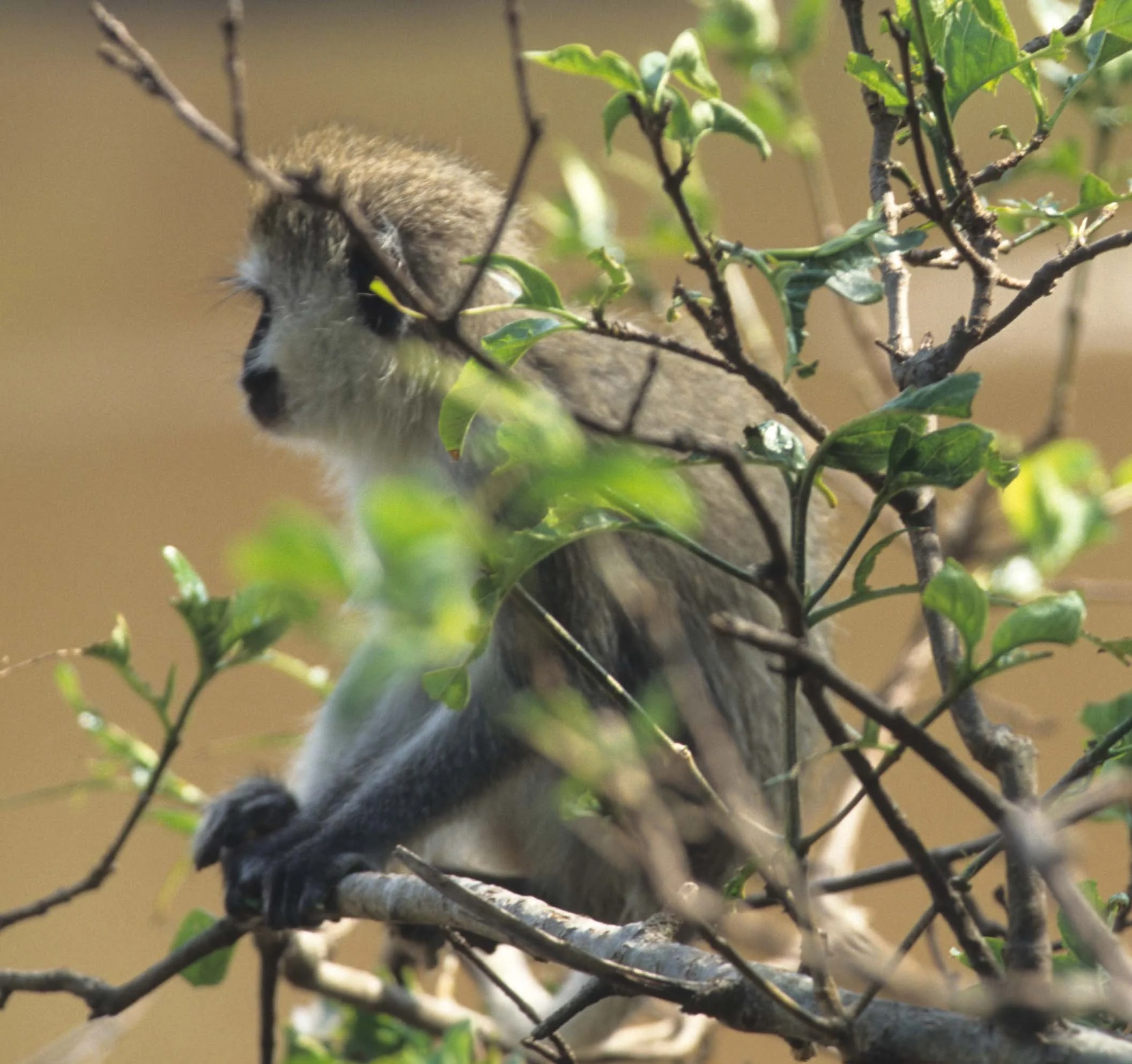 Chlorocebus pygerythrus Vervet Monkey — Coke Smith Wildlife