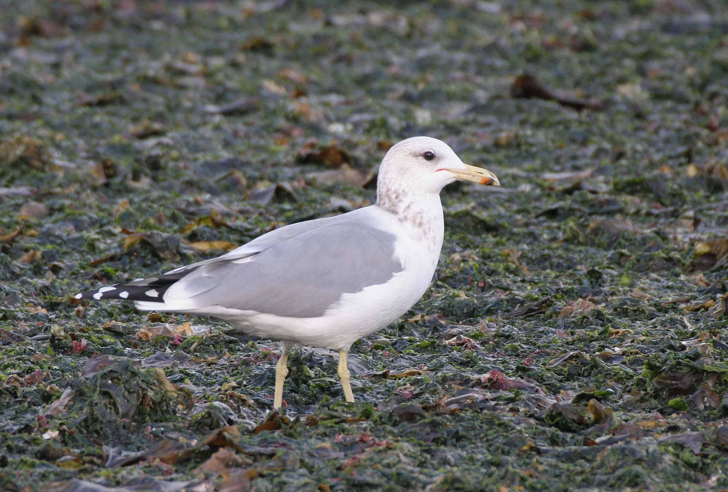 California gull (Larus californicus) Mono Lake and West Coast — Coke ...