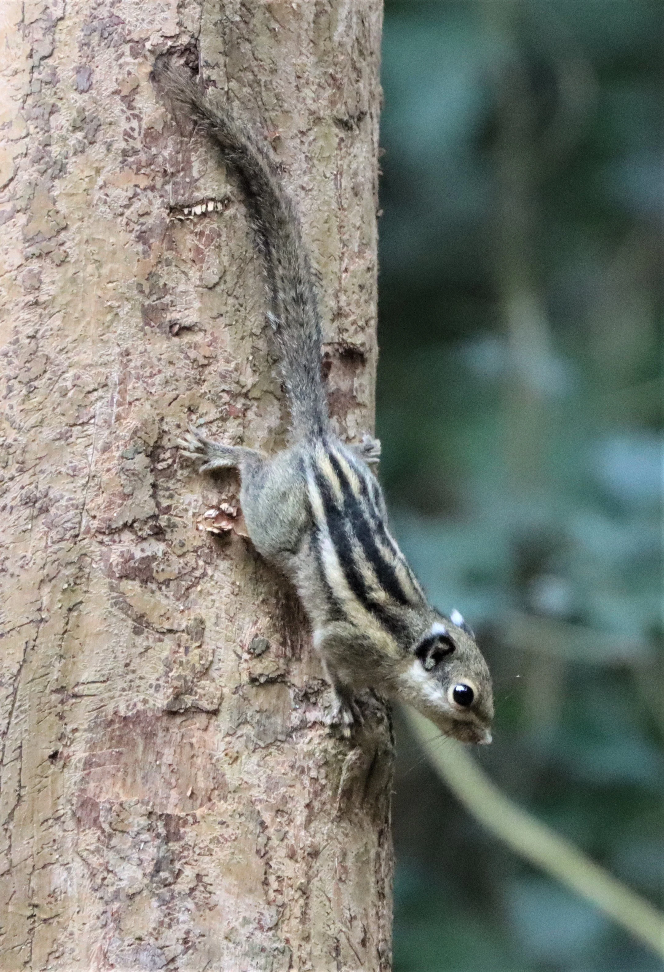 Genus Tamiops Asiatic Striped Squirrels — Coke Smith Wildlife