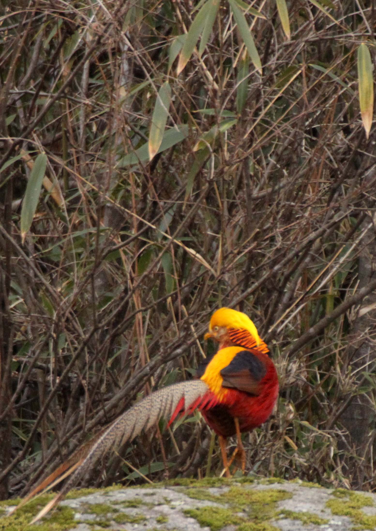 Genus Chrysolophus, Pheasants — Coke Smith Wildlife