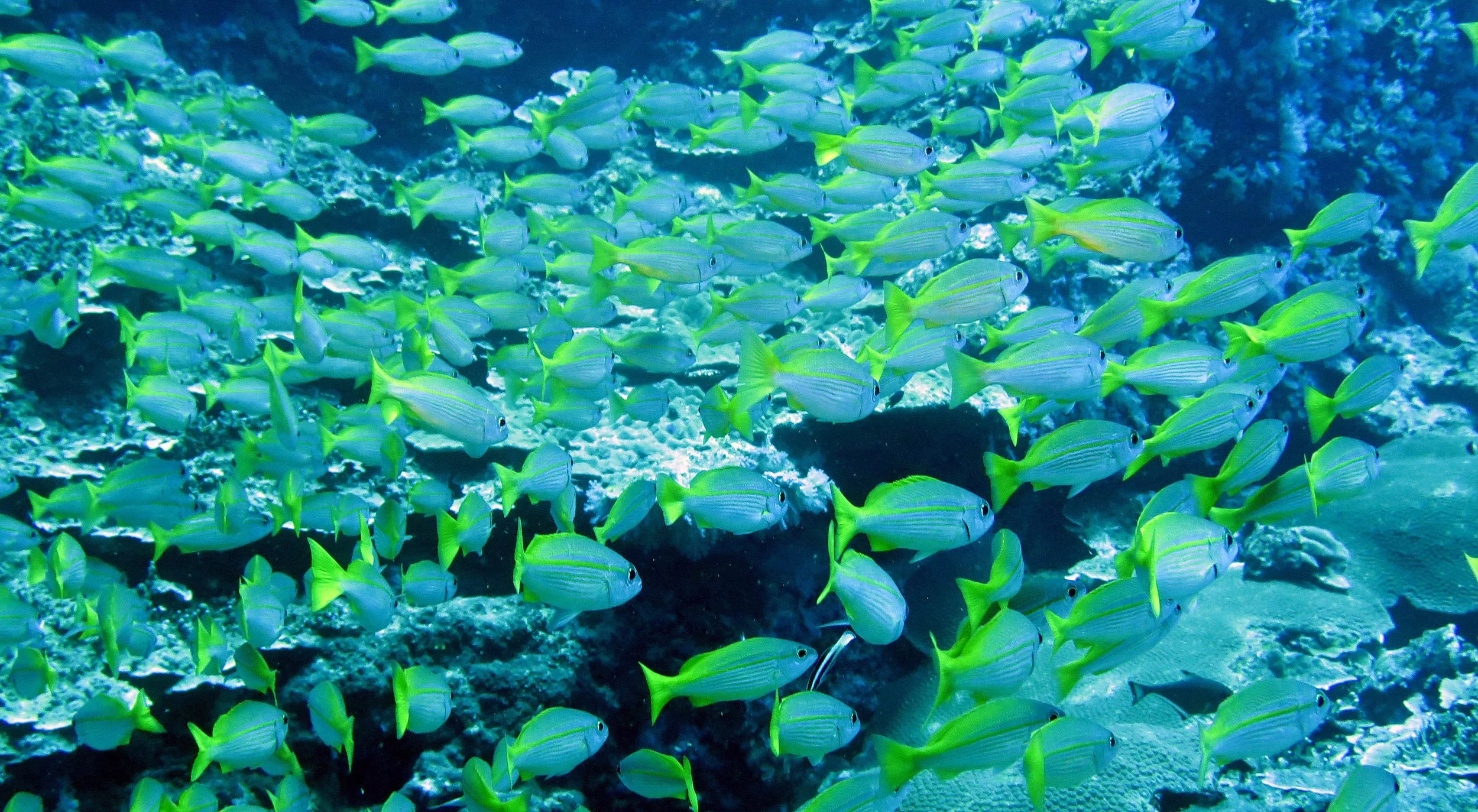 Family Caesionidae - Fusiliers — Coke Smith Wildlife