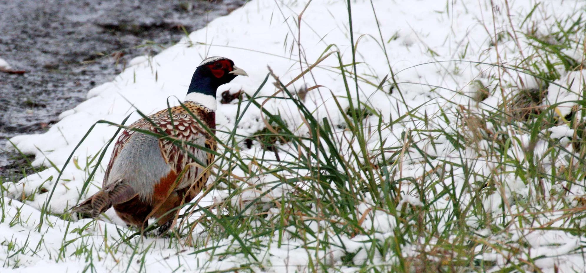 Common (Ring-necked) Pheasant (Phasianus colchicus) — Coke Smith Wildlife