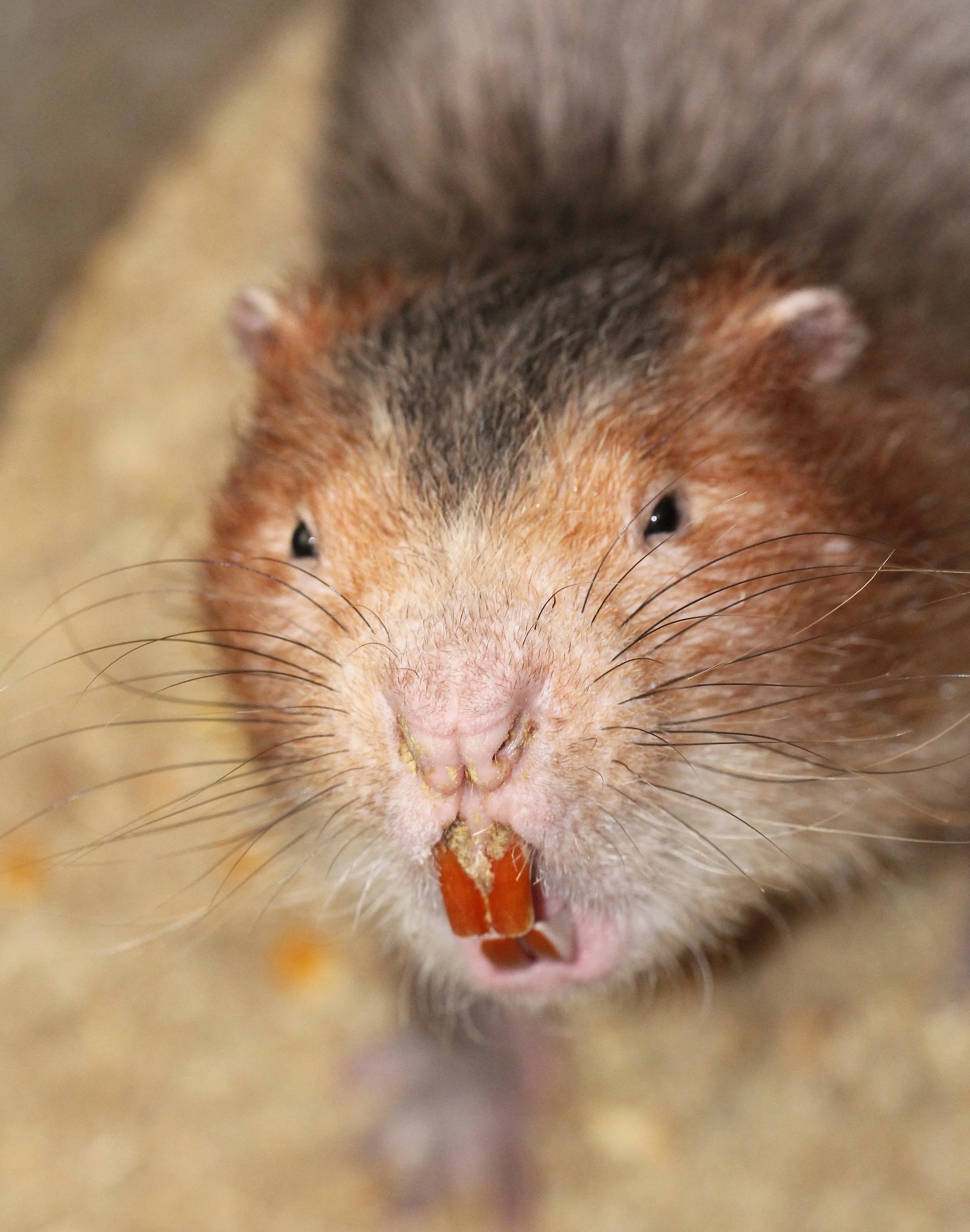 Genus Rhizomys - Bamboo Rats — Coke Smith Wildlife