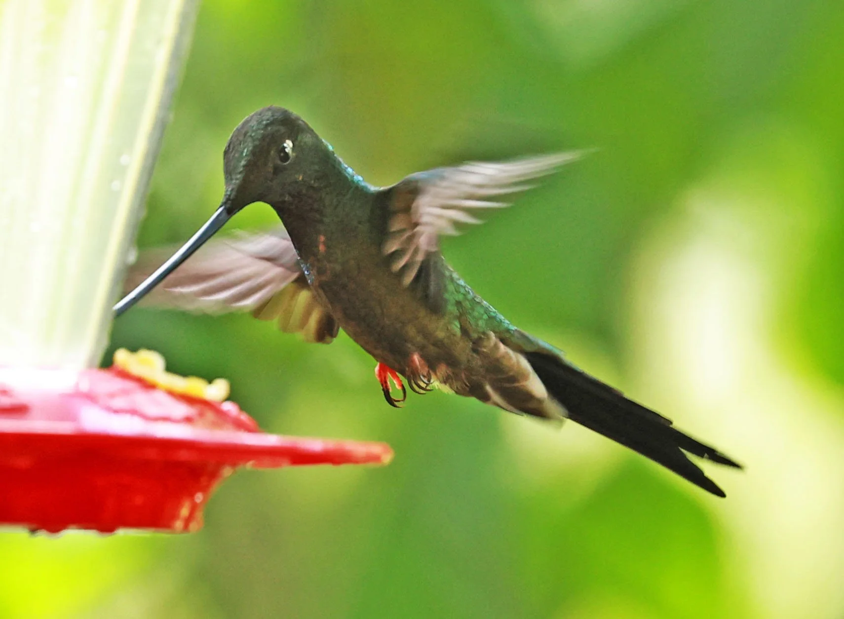 Sword-billed Hummingbird (Ensifera ensifera) Guango Lodge, Papallacta ...