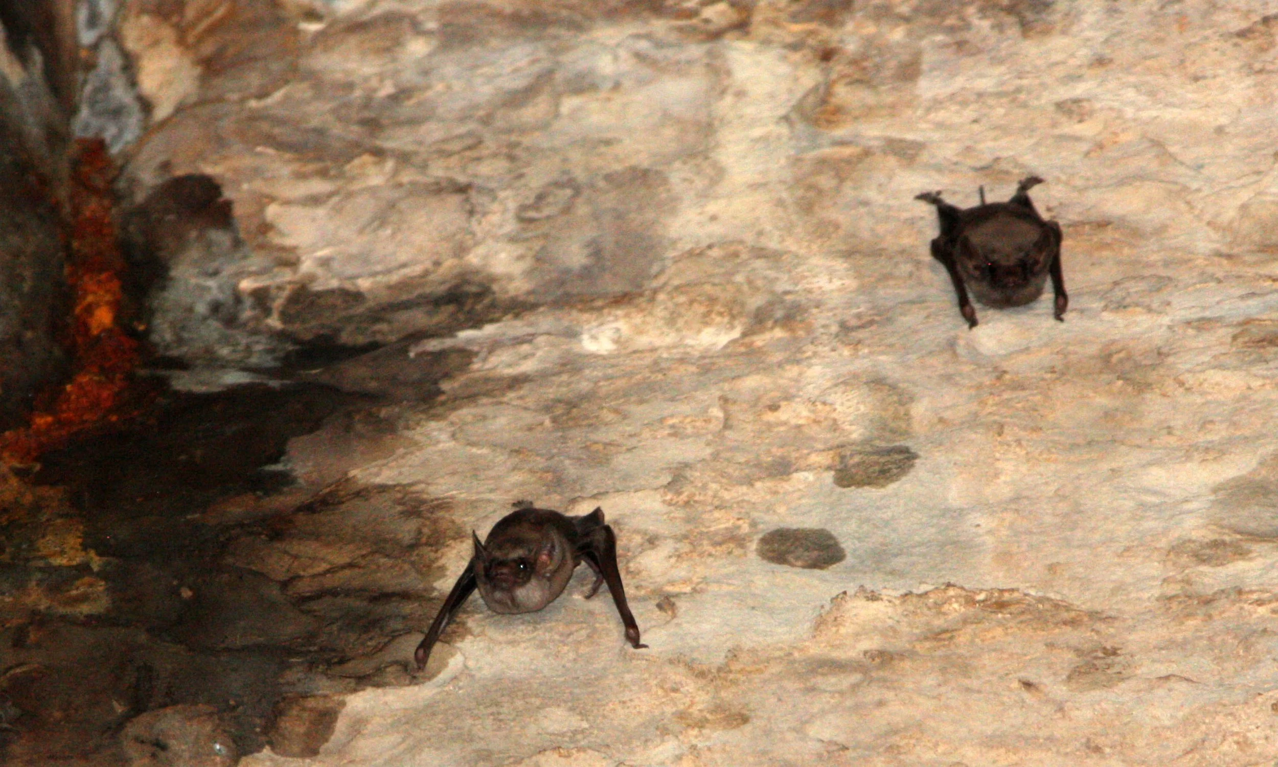 Genus Taphozous - Tomb Bats — Coke Smith Wildlife