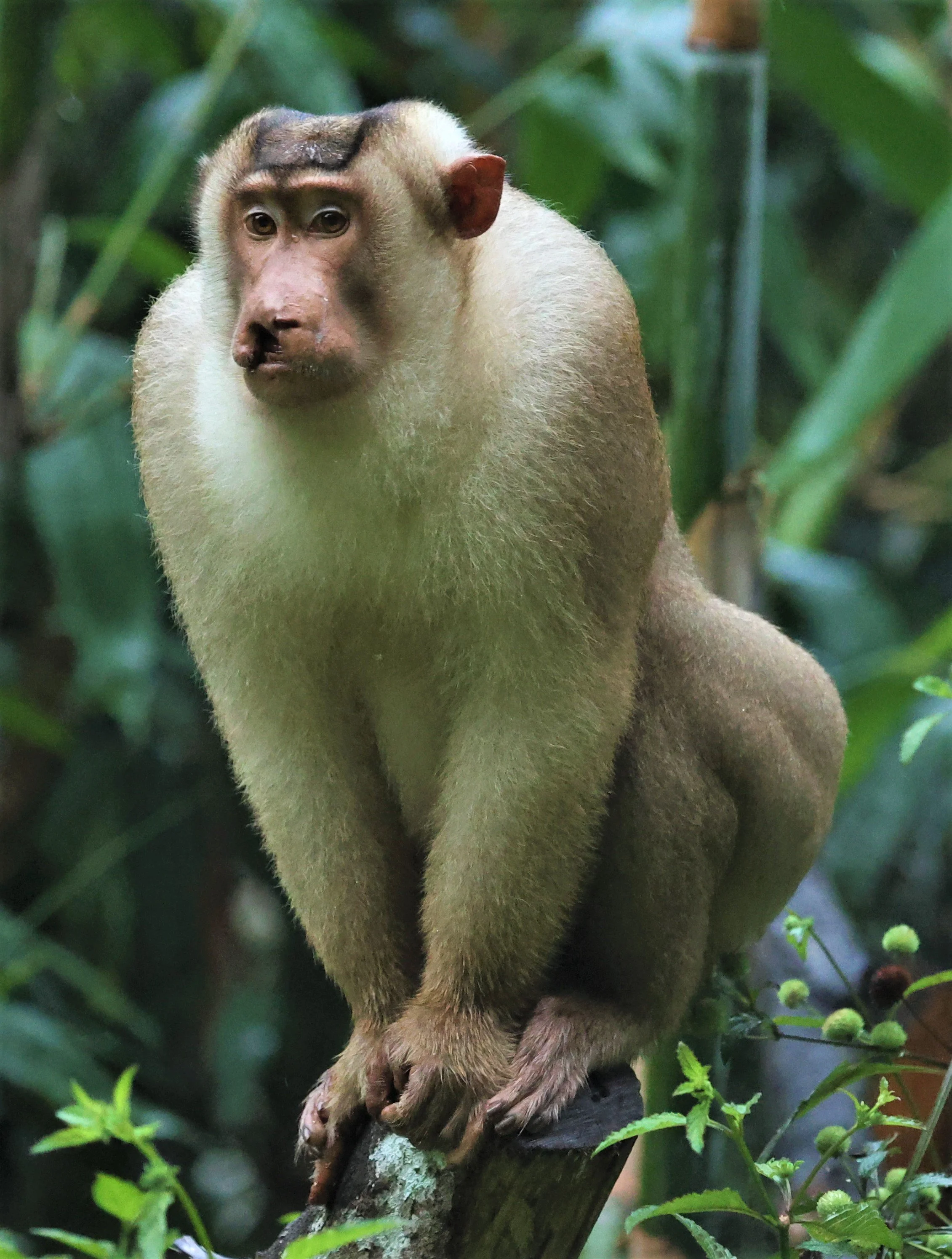 Macaca nemestrina Southern Pig-tailed Macaque — Coke Smith Wildlife