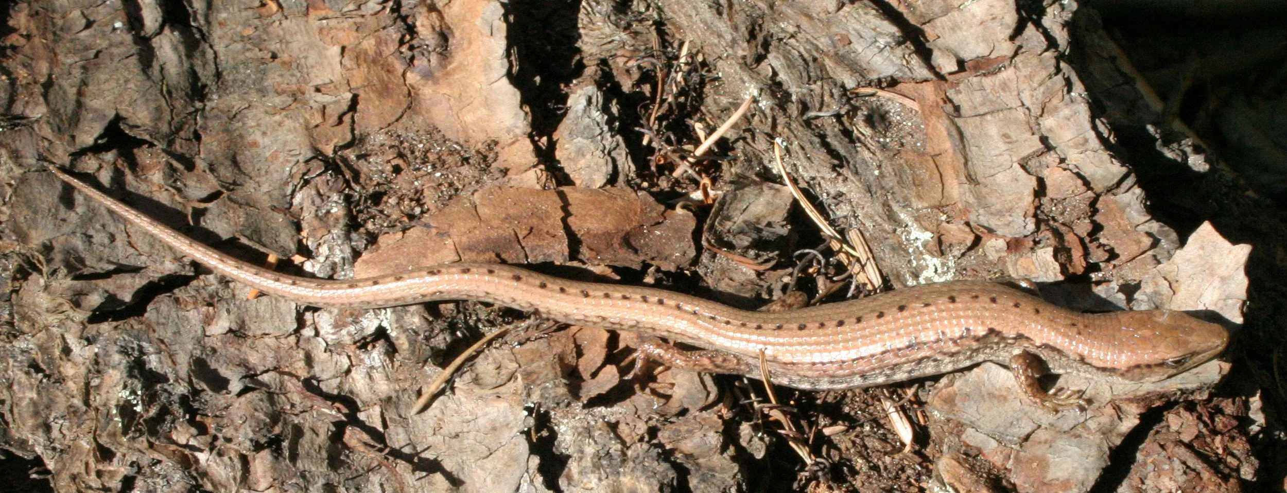 Family Anguidae - Alligator Lizards — Coke Smith Wildlife